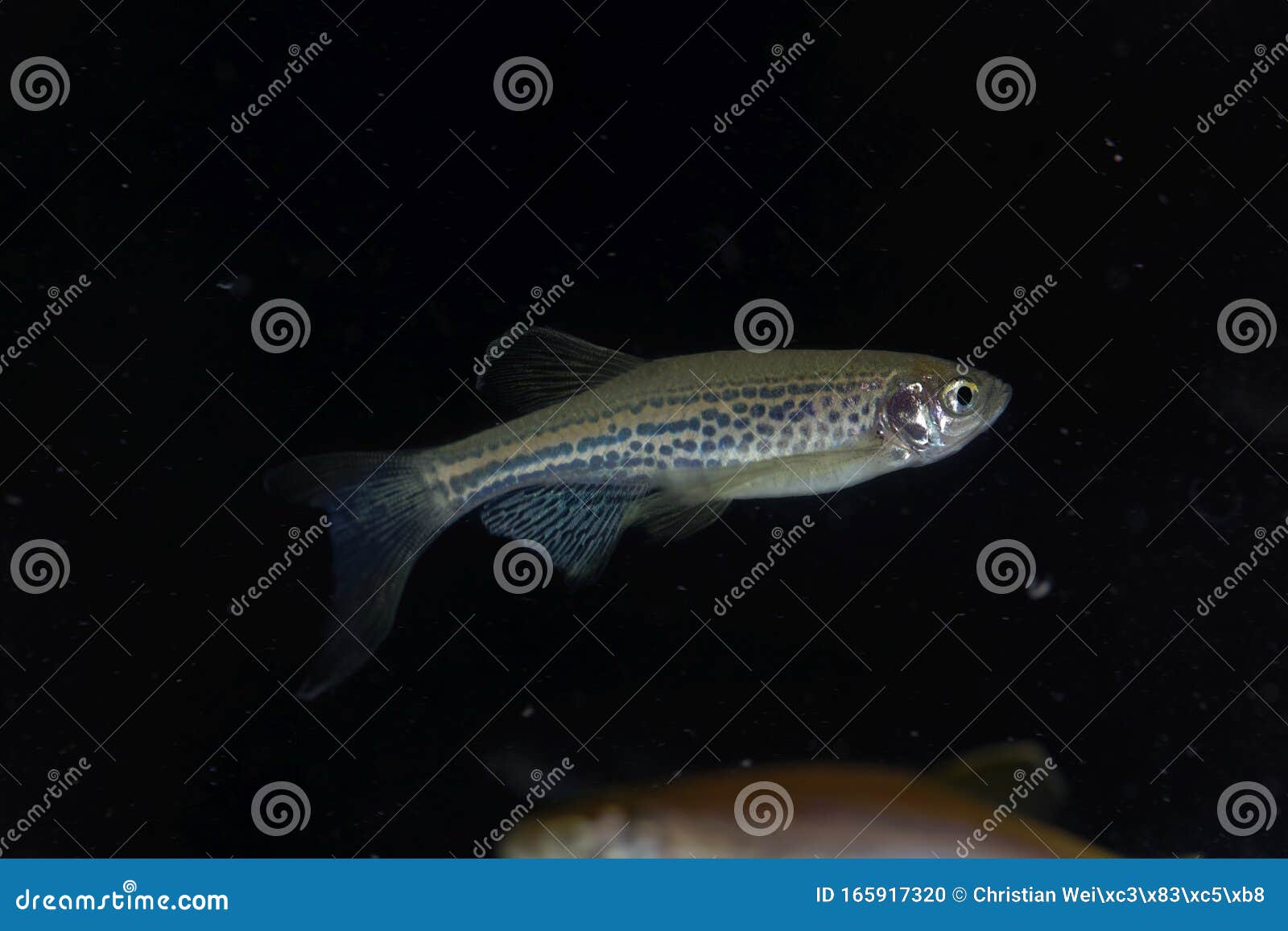 Leopard Danio, Danio Rerio Var Frankei Royalty-Free Stock Image ...