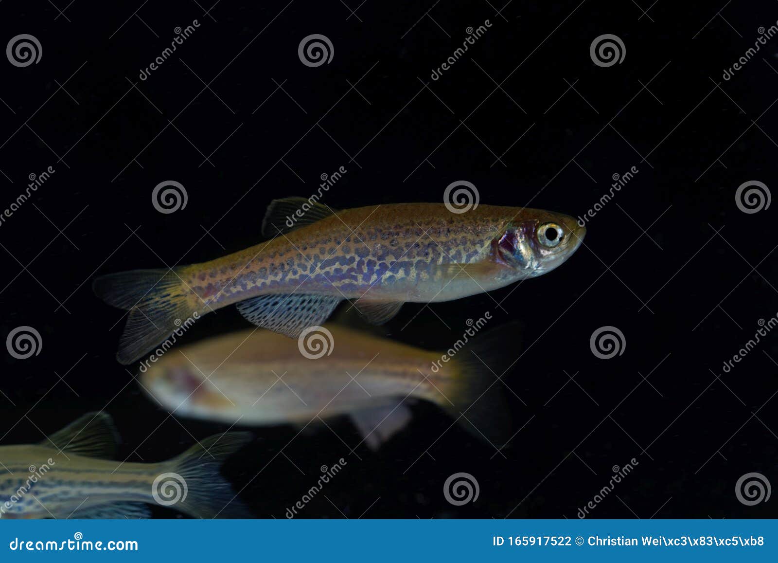 Red Zebrafish On A Dark Blue Background. Genetically Modified Glowing ...