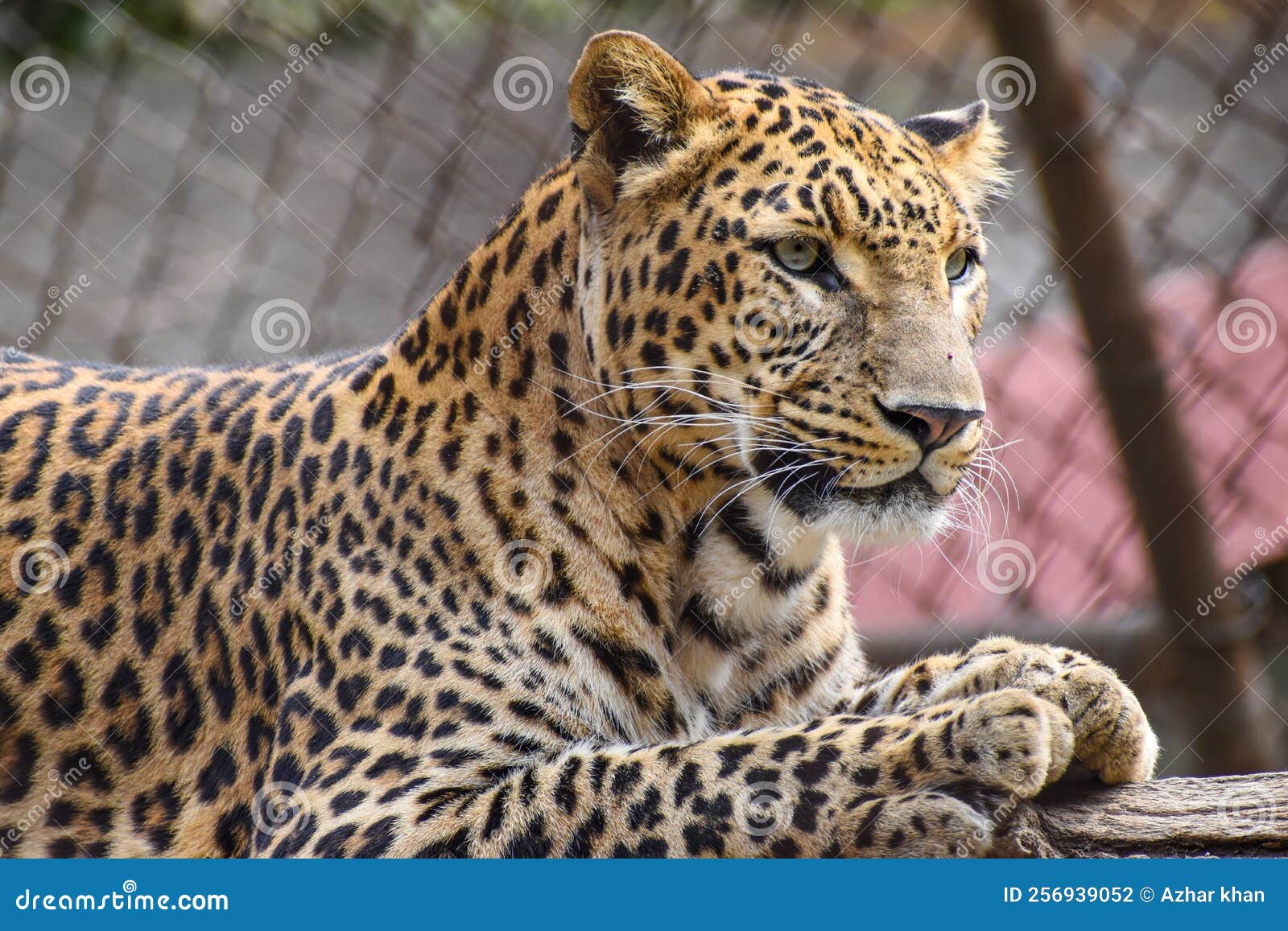 Leopard in Delhi Zoo, New Delhi India. Stock Photo - Image of wildcat ...
