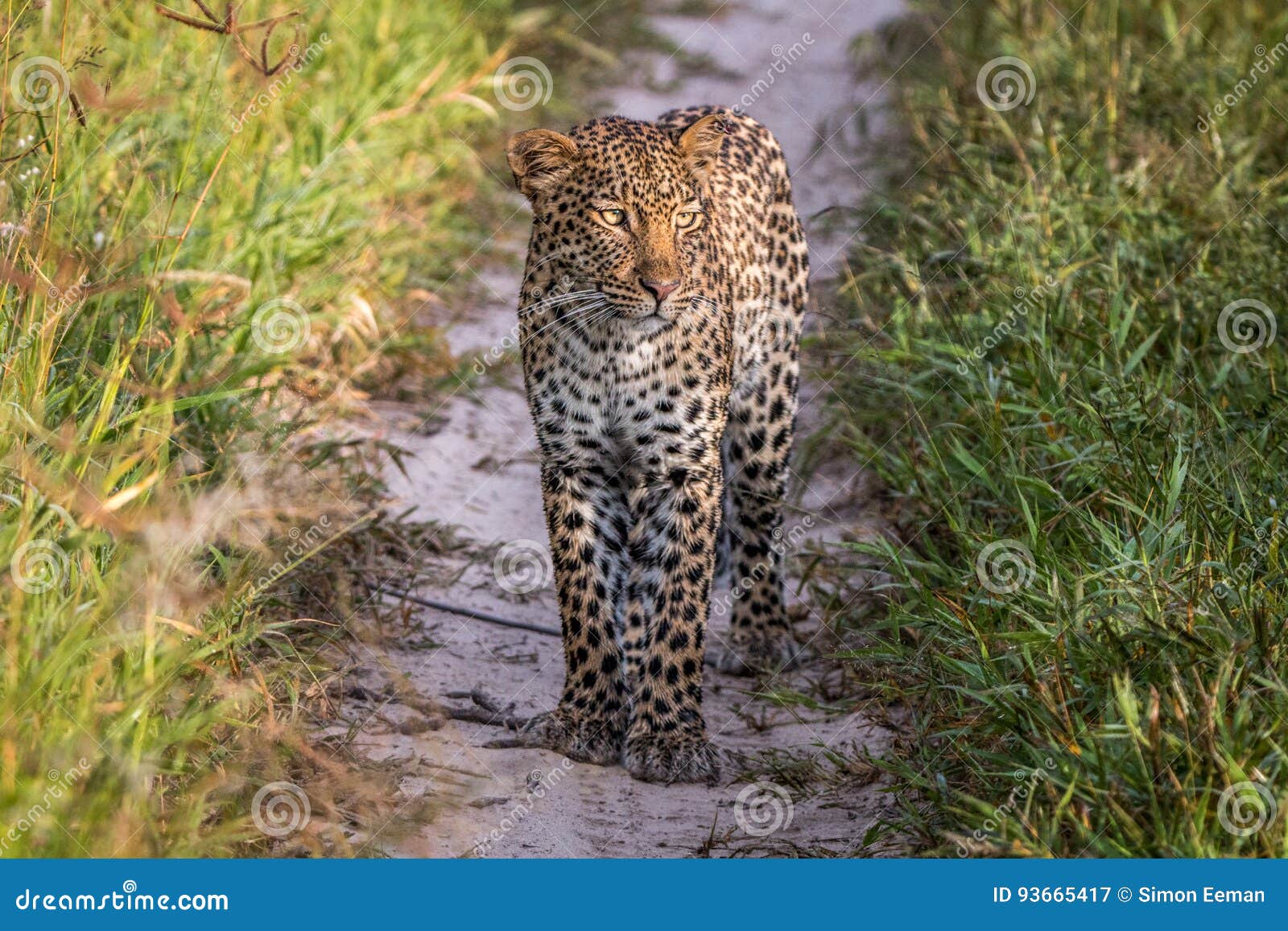 Leopard, Der Im Sand Im Kalahari Steht Stockbild - Bild von laufwerk ...