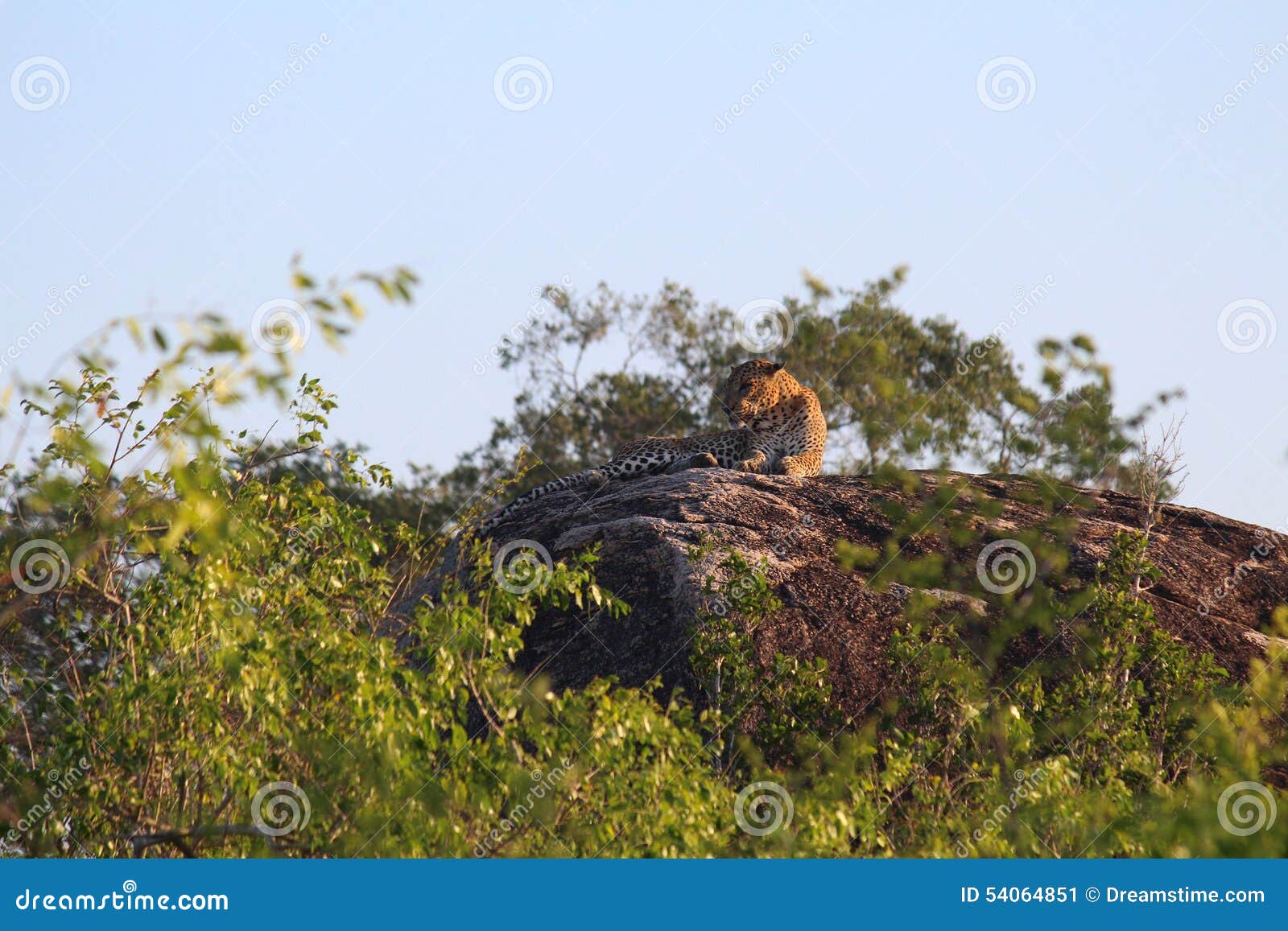 Leopard, Der Nach Der Jagd Stillsteht Stockbild - Bild von nave ...