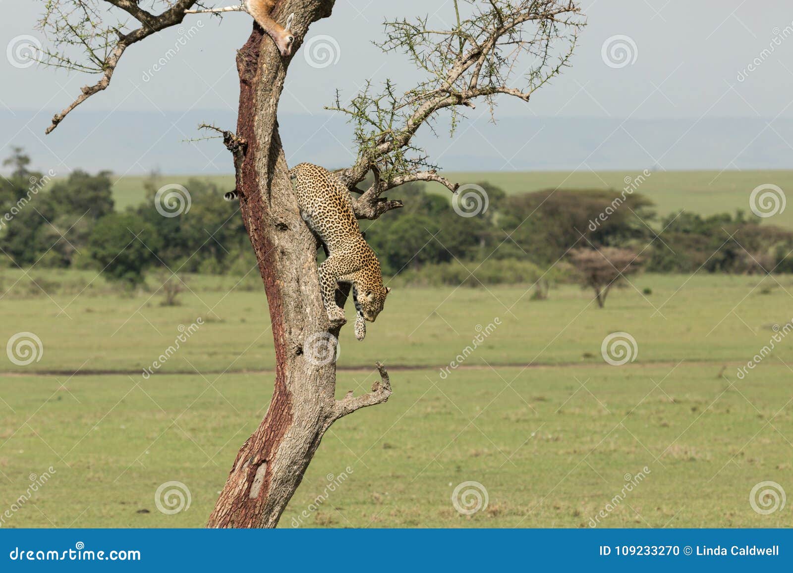 Leopard Jumping from a Tree Stock Photo - Image of maasai, nature ...
