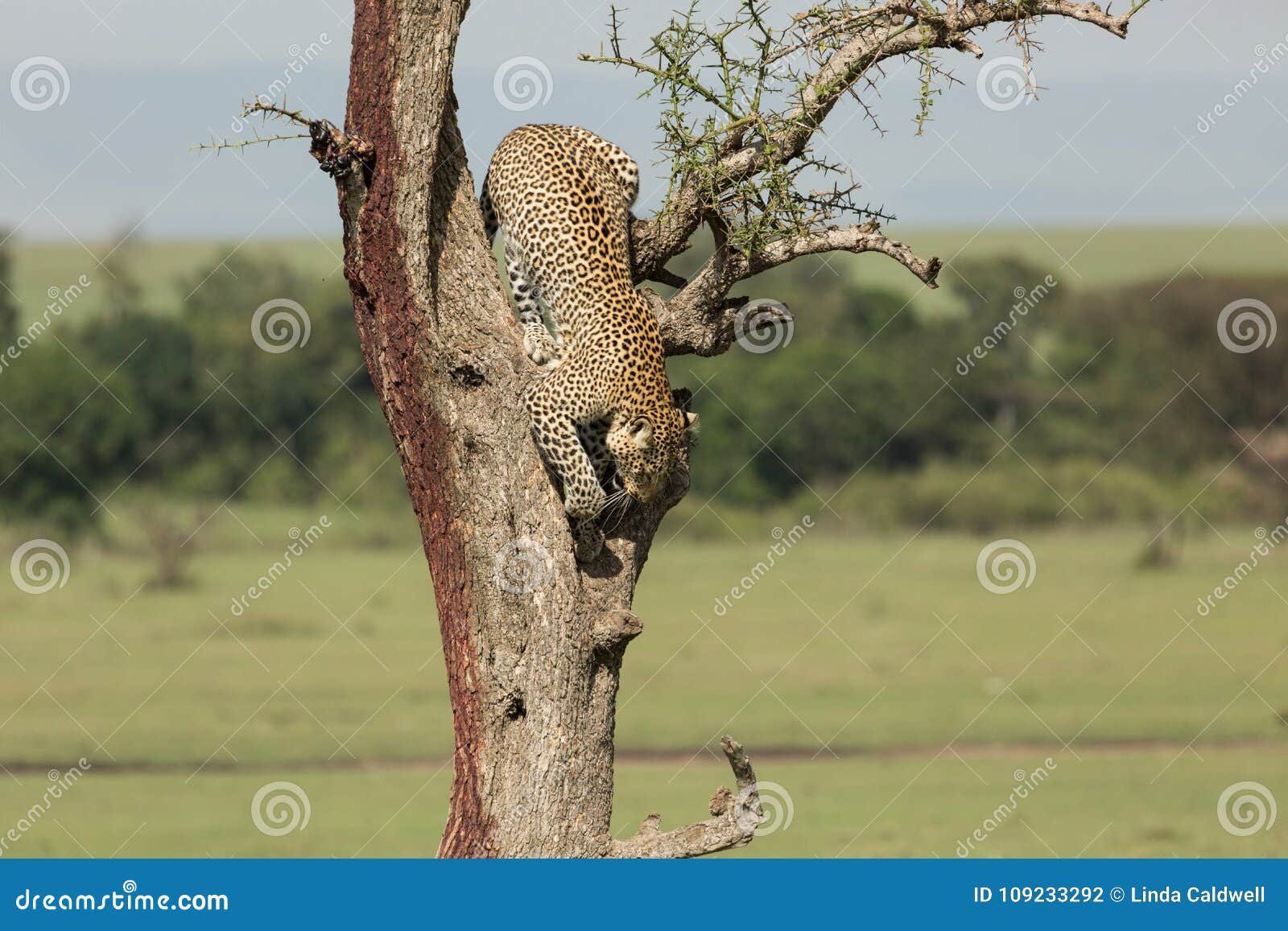 Leopard Jumping from a Tree Stock Photo - Image of descends, leopard ...
