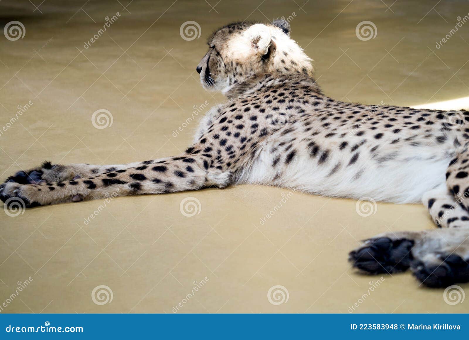 The Leopard Bright Colorsa Beautiful and Bright Picture Stock Photo ...