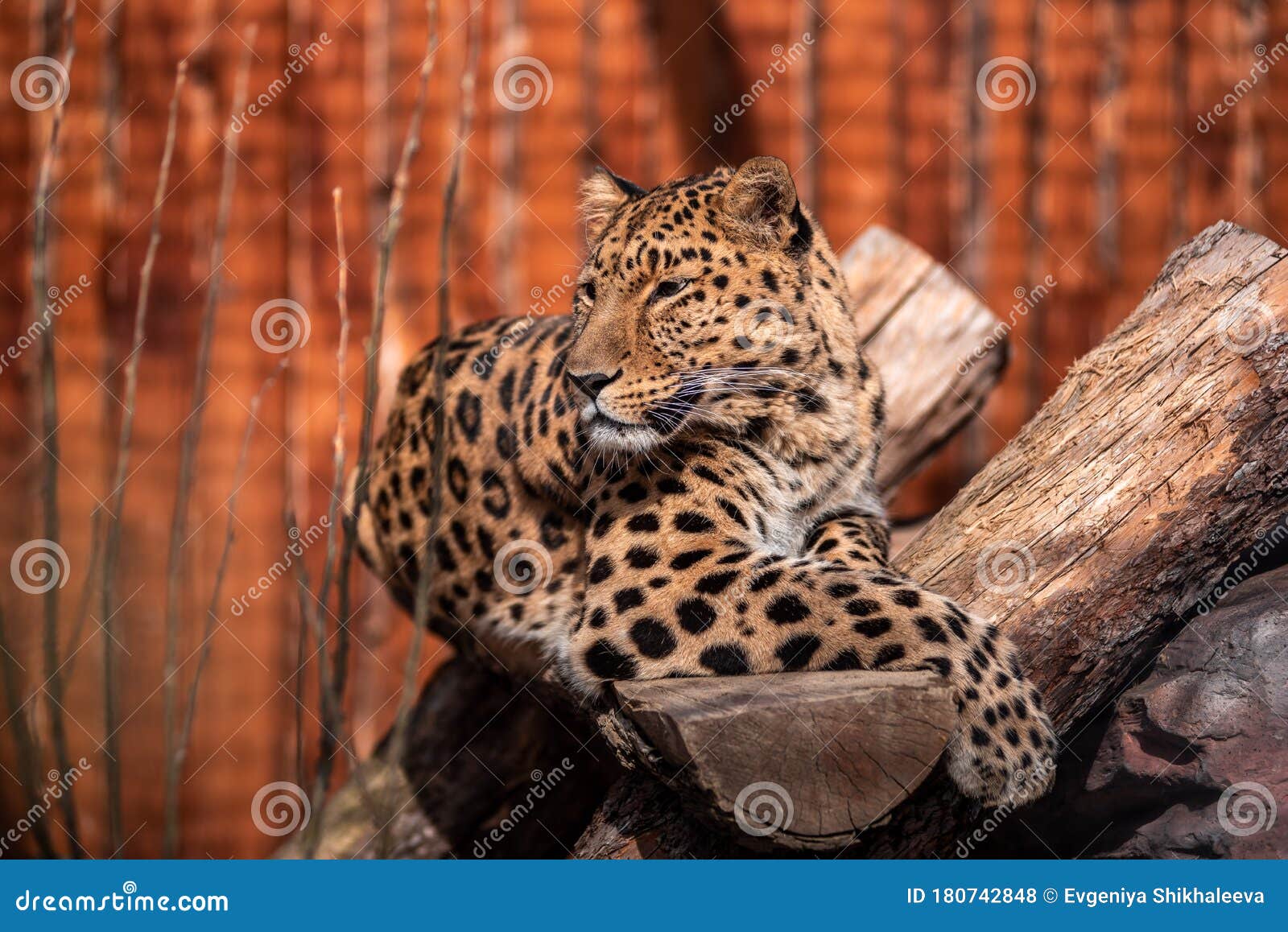 Leopard in a Dominant Pose Basking in the Sun without a Care in the ...