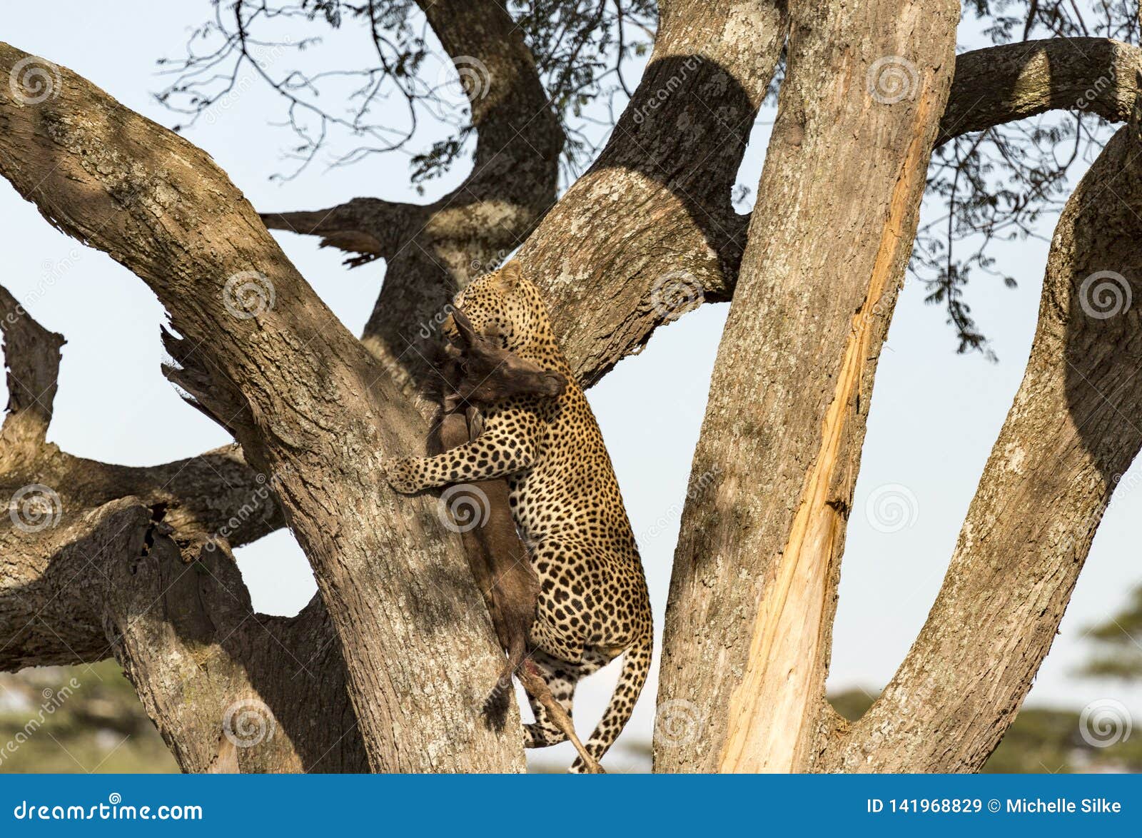 Leopard drags prey up tree stock image. Image of impala - 141968829