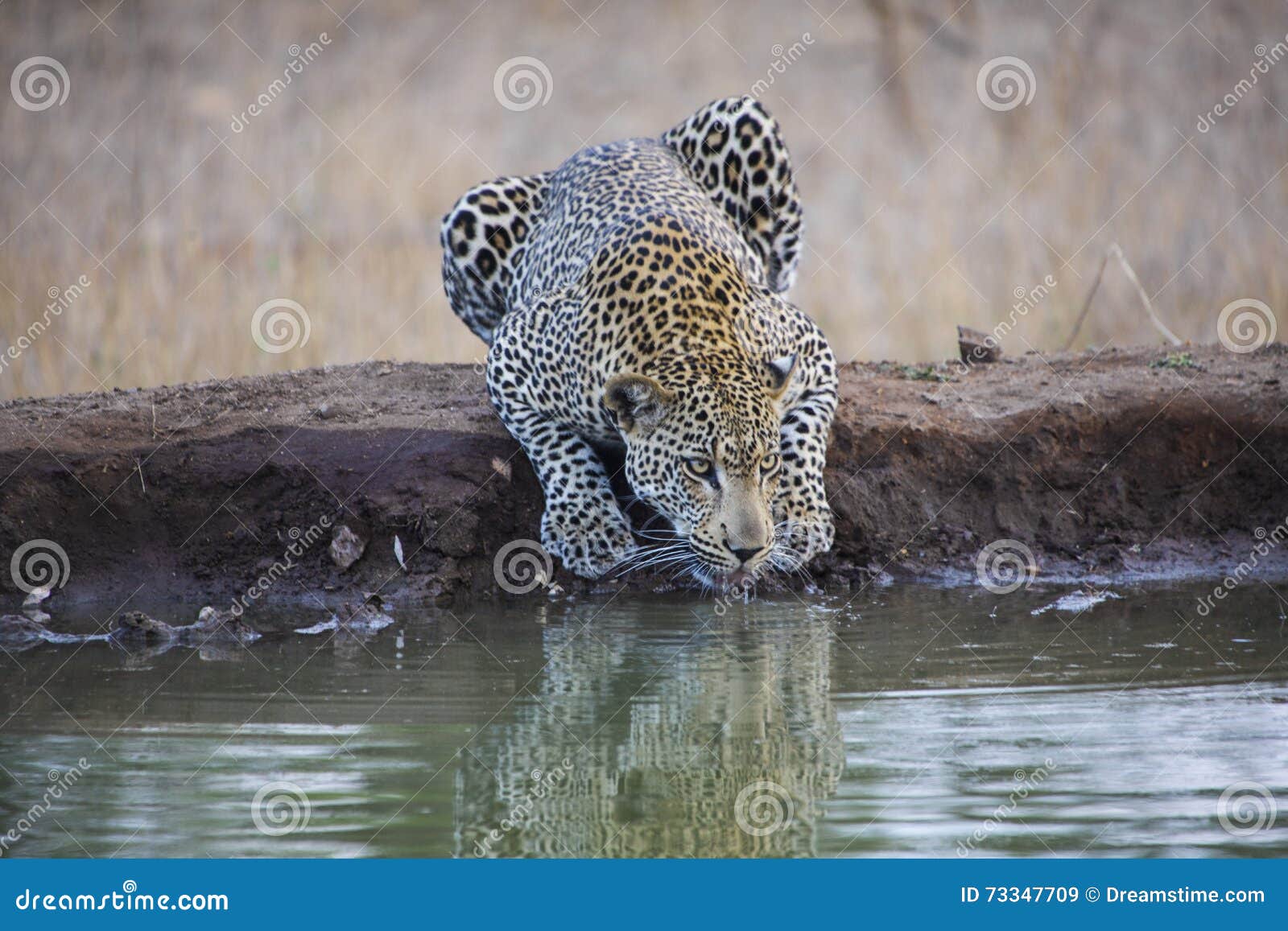 Leopard stock image. Image of wildlife, mammal, park - 73347709