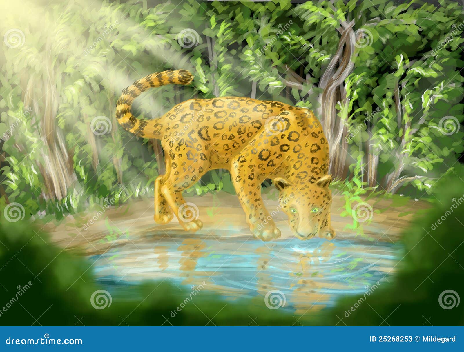Leopard drinking from pool stock illustration. Illustration of jungle ...