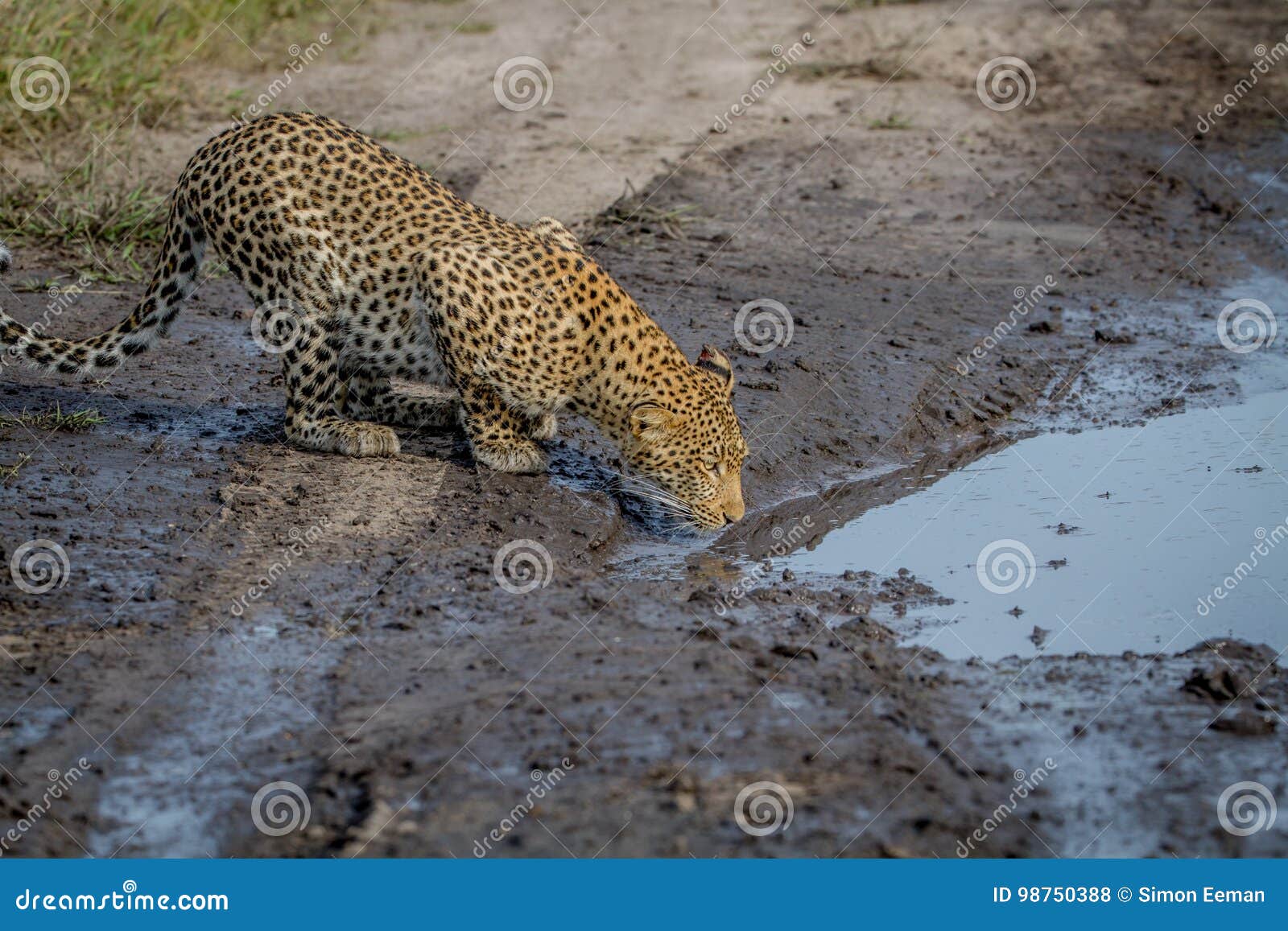 Leopard Drinking from a Pool of Water. Stock Photo - Image of planet ...