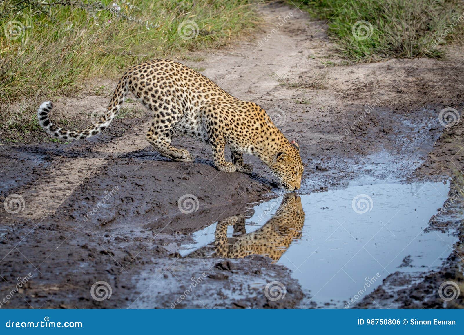 Leopard Drinking from a Pool of Water. Stock Photo - Image of danger ...
