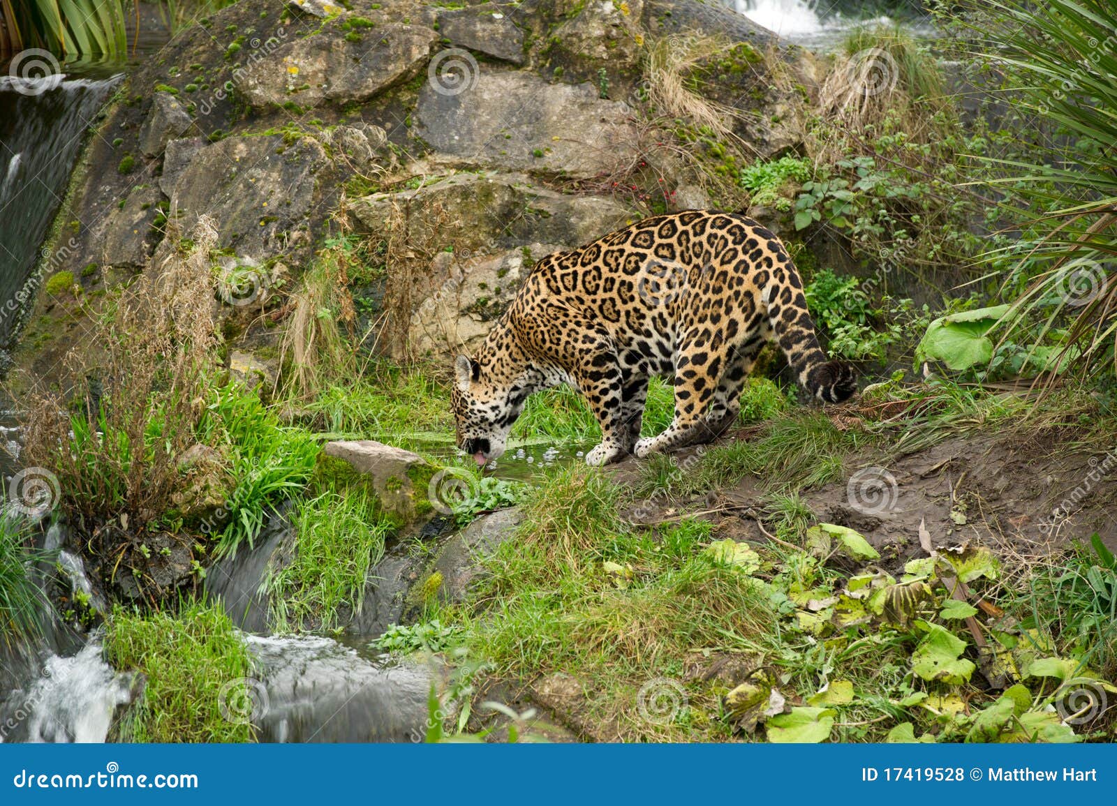 Leopard drinking water stock photo. Image of large, endangered - 17419528