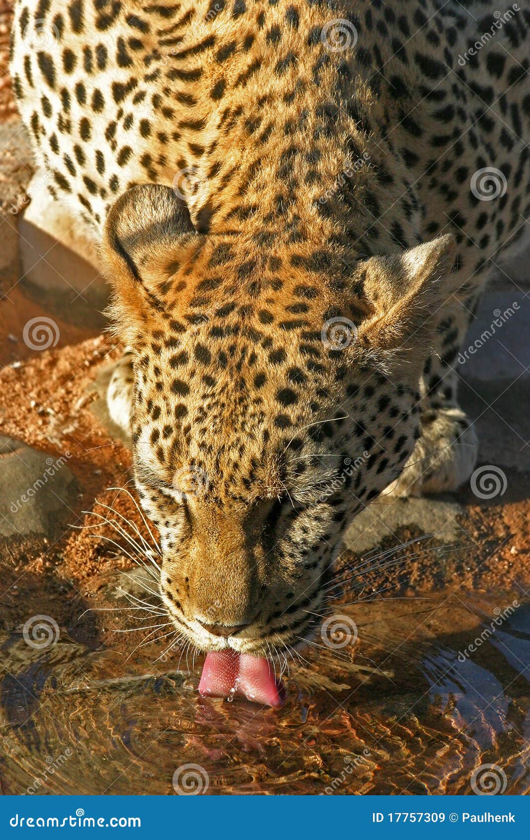 Leopard drinking water stock image. Image of thirst, travel - 17757309