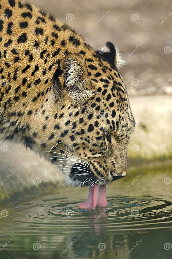 Leopard drinking water stock image. Image of mouth, whiskers - 3698063