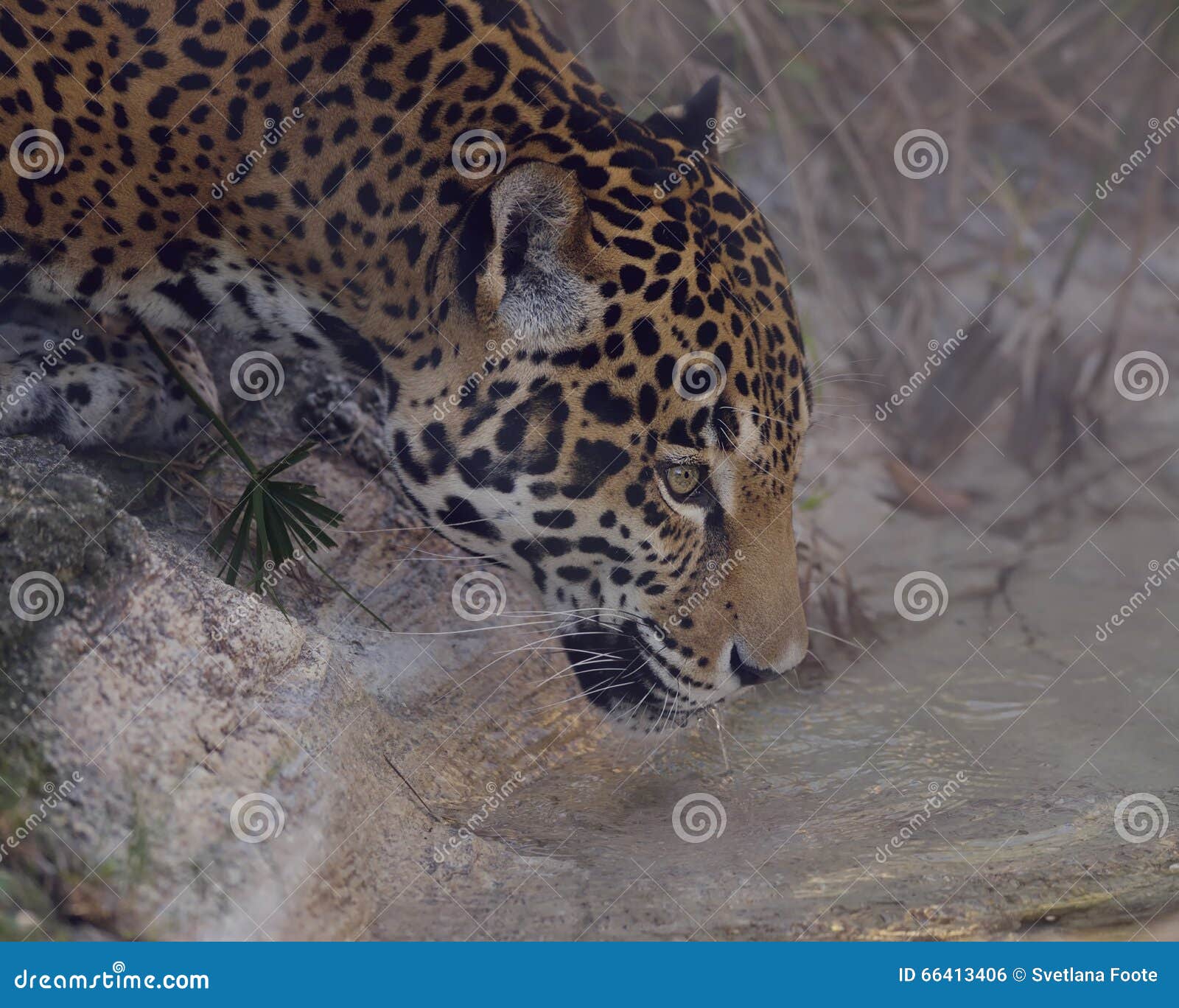 Leopard Drinking Water stock photo. Image of animal, hunter - 66413406