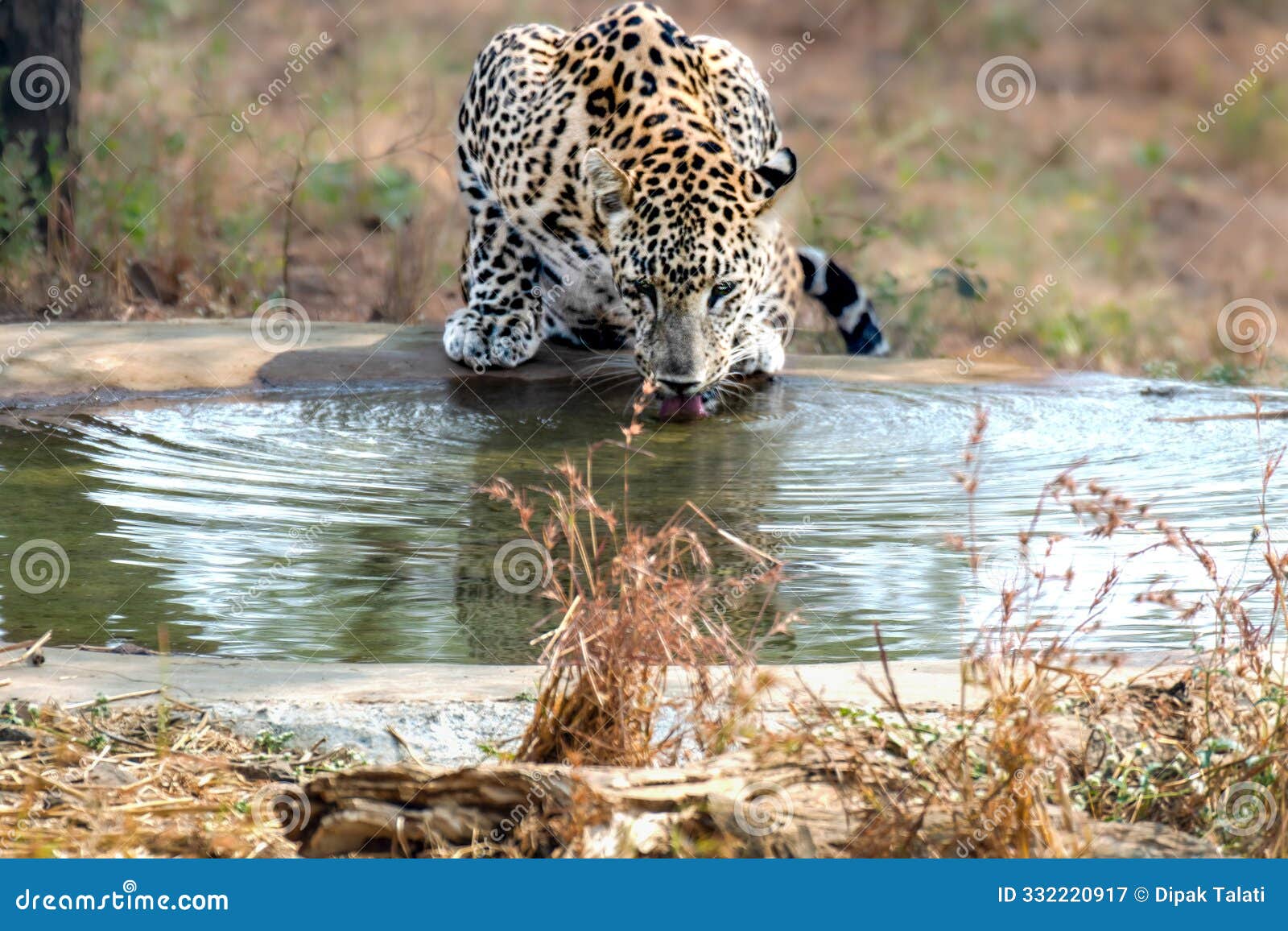 Leopard in Gir forest stock image. Image of animal, savanna - 332220917