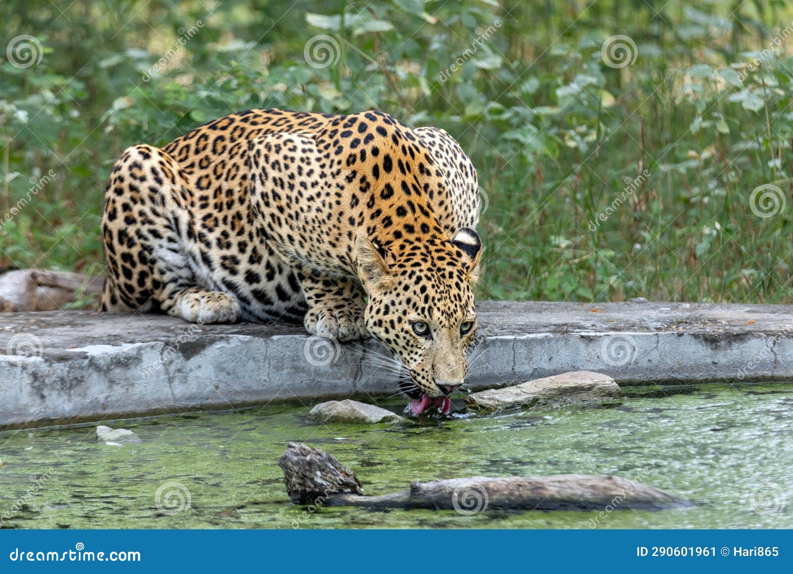 Leopard Drinking Water Jhalana Leopard Reserve, Jaipur, India Stock ...