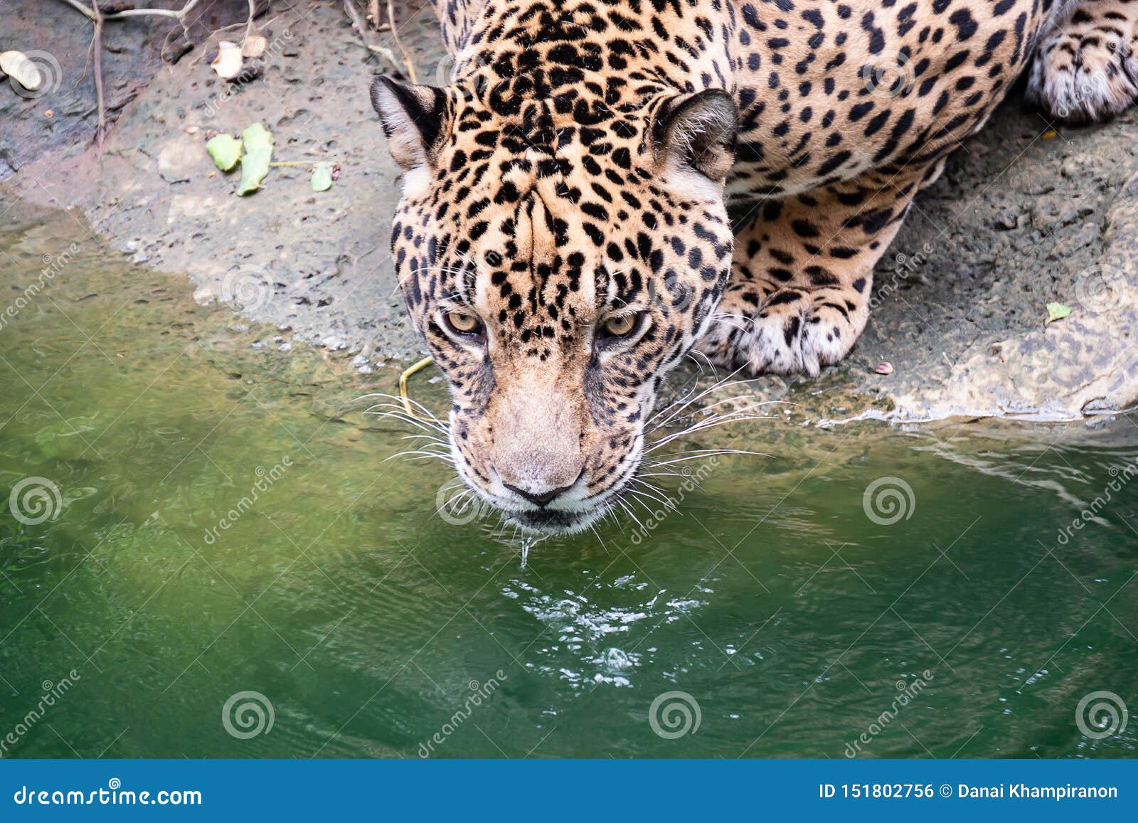Leopard Drinking Water Pool in the Day Time Stock Photo - Image of game ...