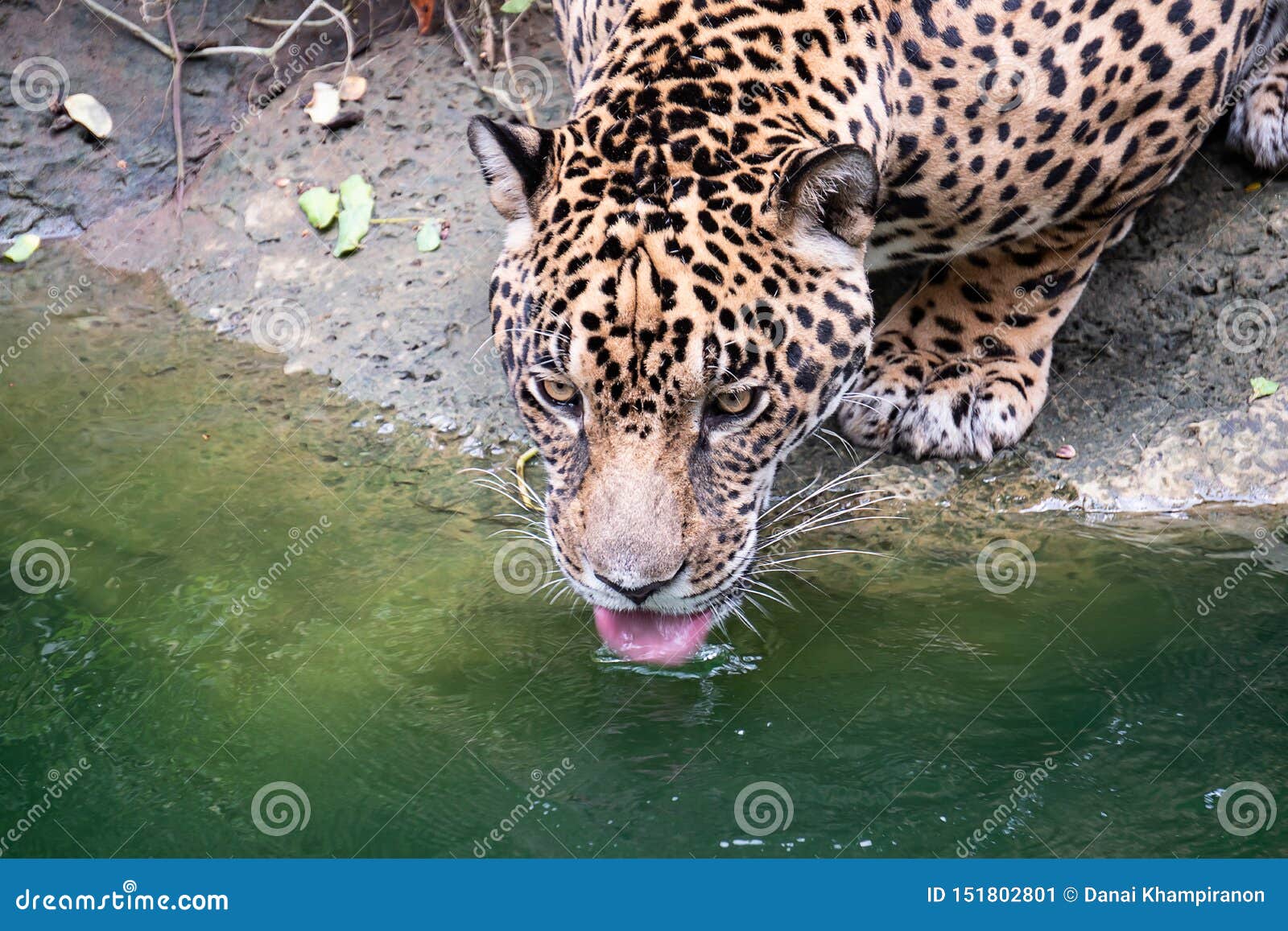 Leopard Drinking Water Pool in the Day Time Stock Image - Image of ...