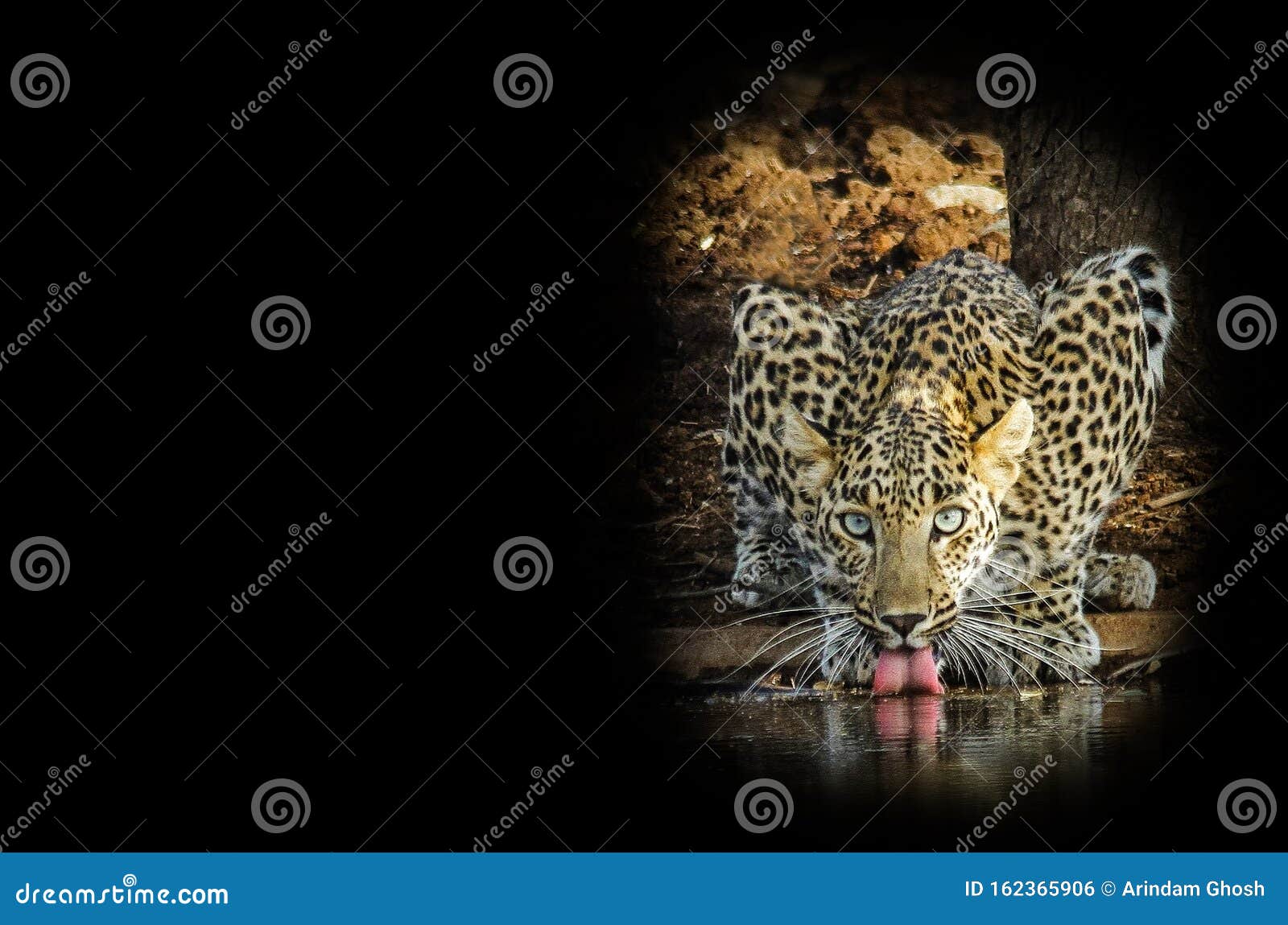 A Leopard Drinking Water at a River Stock Photo - Image of carnivorans ...