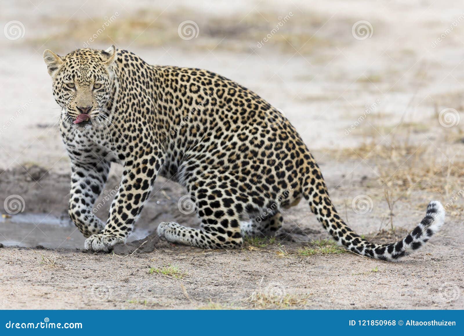 Leopard Drinking Water from Small Pool after Hunting Stock Photo ...
