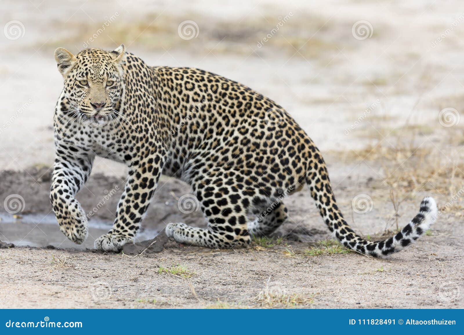 Leopard Drinking Water from Small Pool after Hunting Stock Image ...