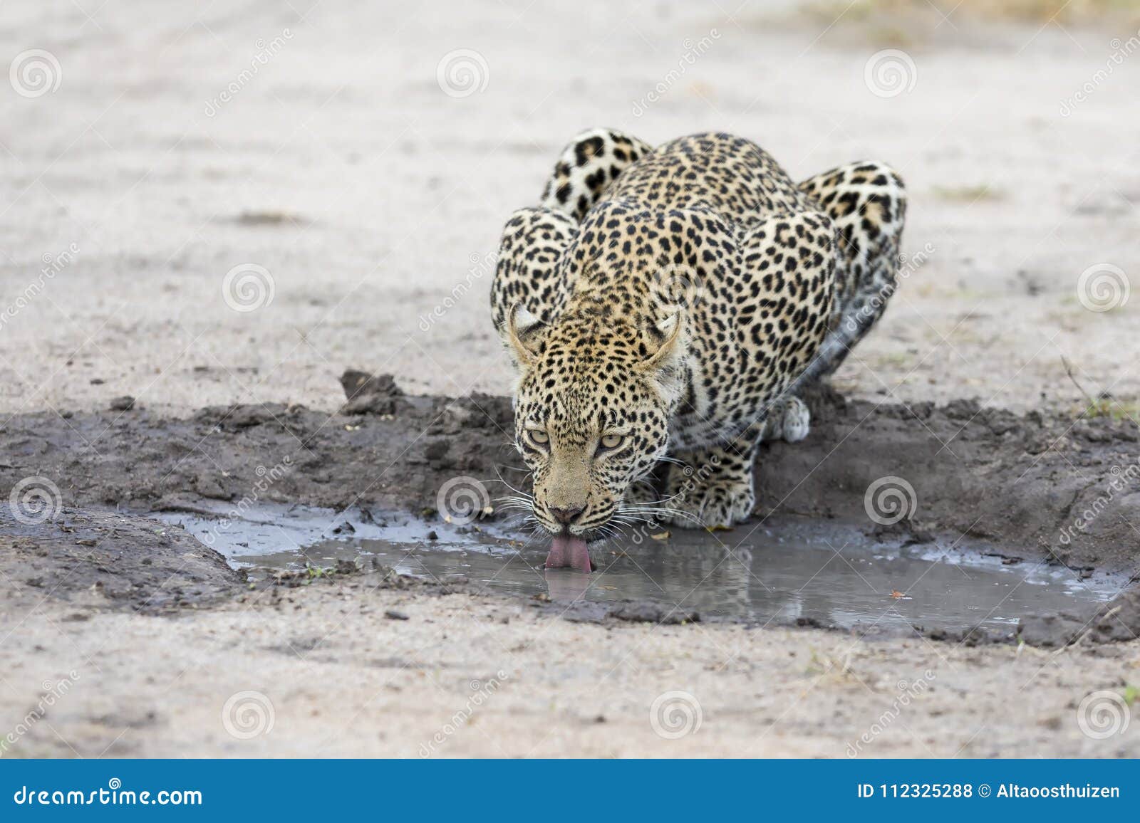 Leopard Drinking Water from Small Pool after Hunting Stock Photo ...