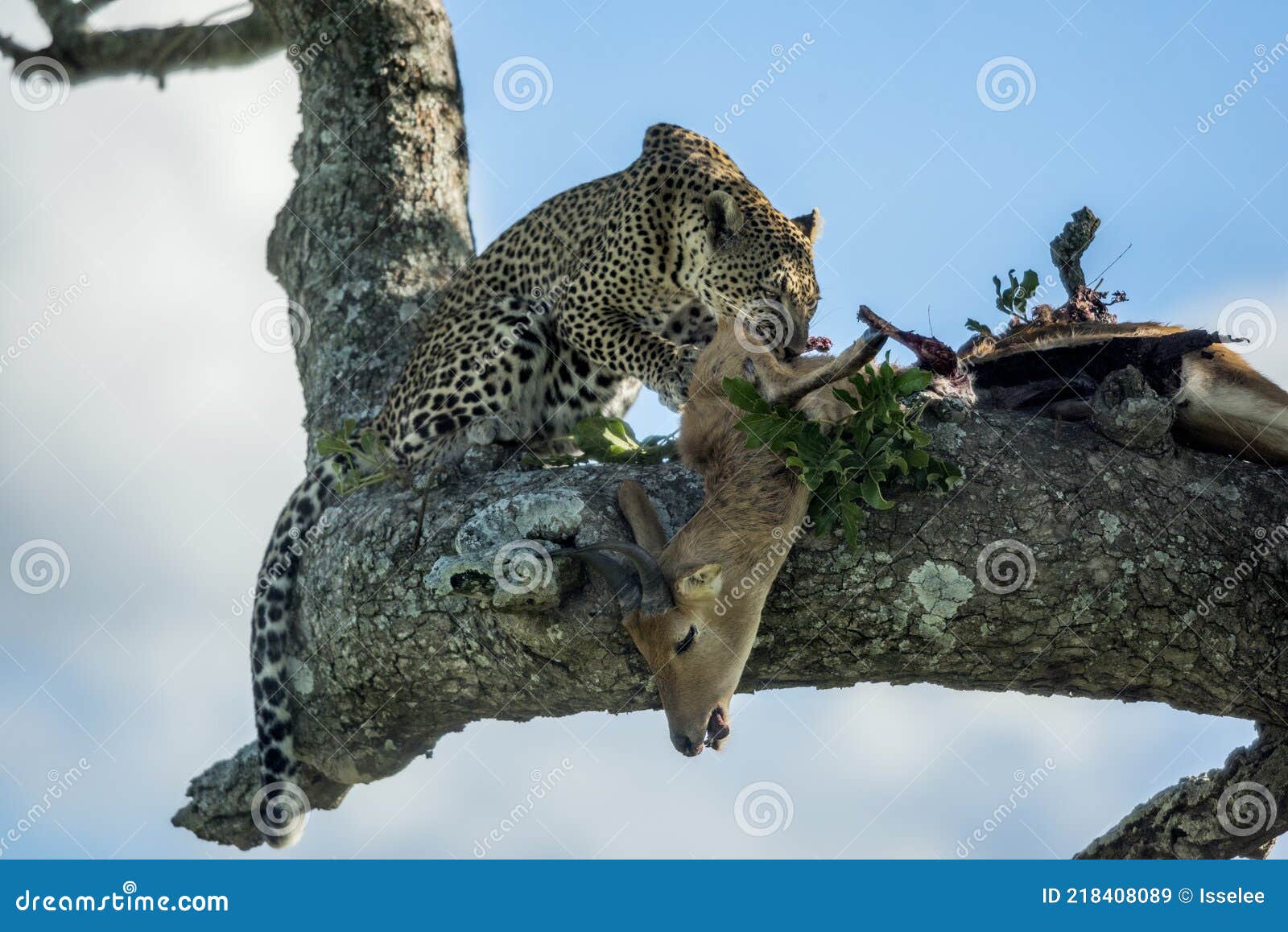 Leopard eating stock image. Image of carnivore, voyage - 218408089