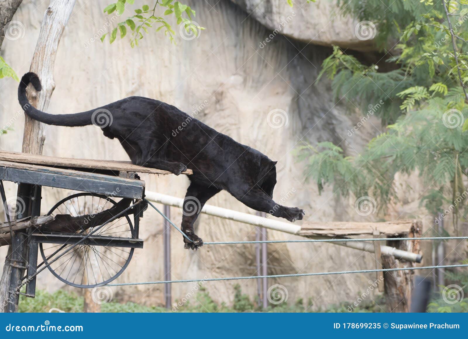 Leopard Eating Food on the Tree Stock Image - Image of wildlife, hunter ...
