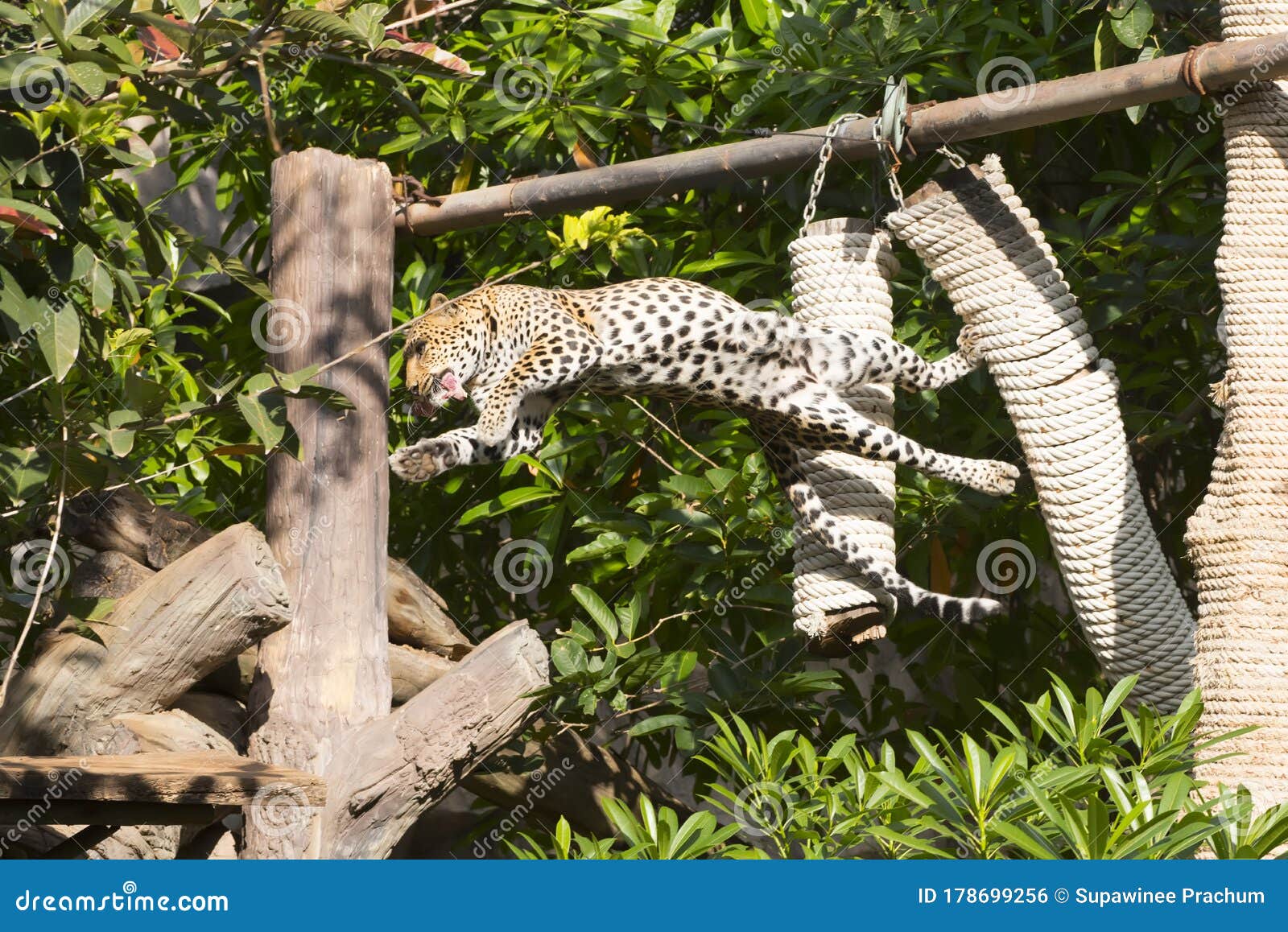 Leopard Eating Food on the Tree Stock Photo - Image of natural, africa ...
