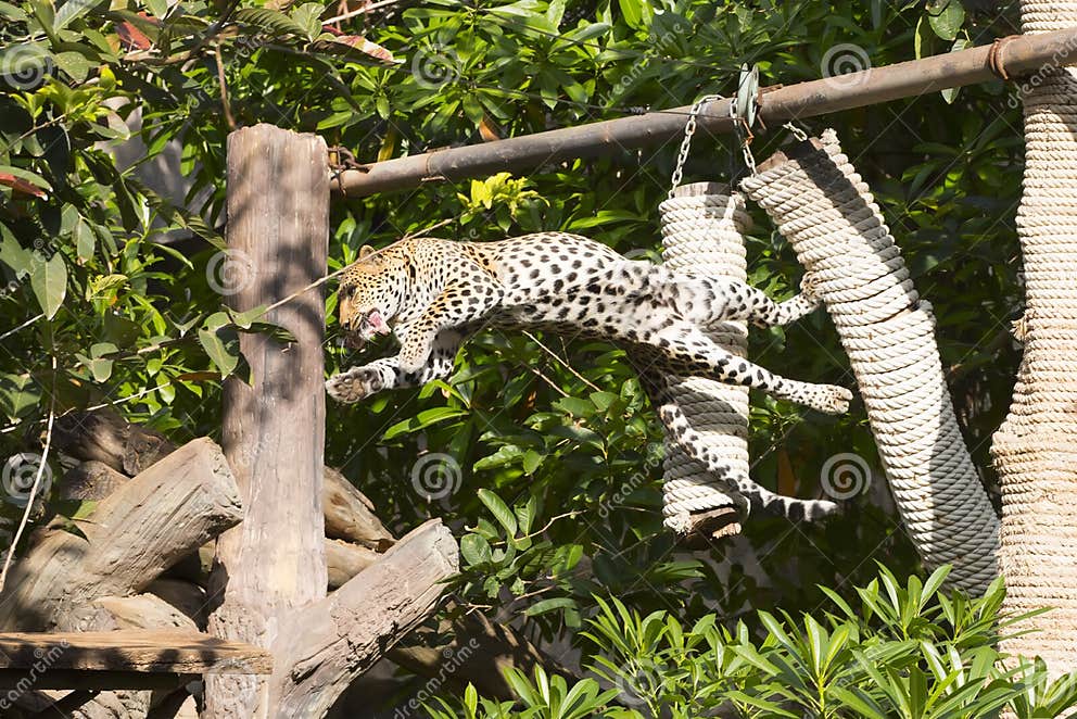 Leopard Eating Food on the Tree Stock Photo - Image of natural, africa ...