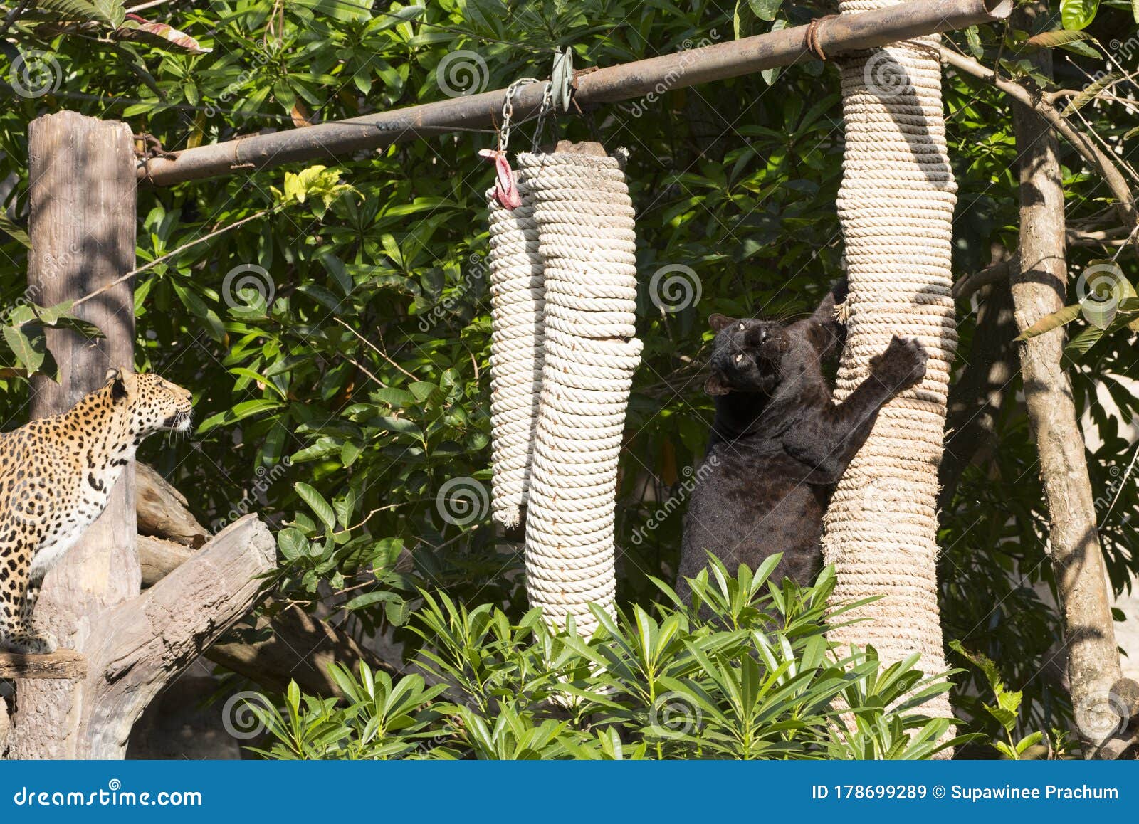 Leopard Eating Food on the Tree Stock Image - Image of leopard ...