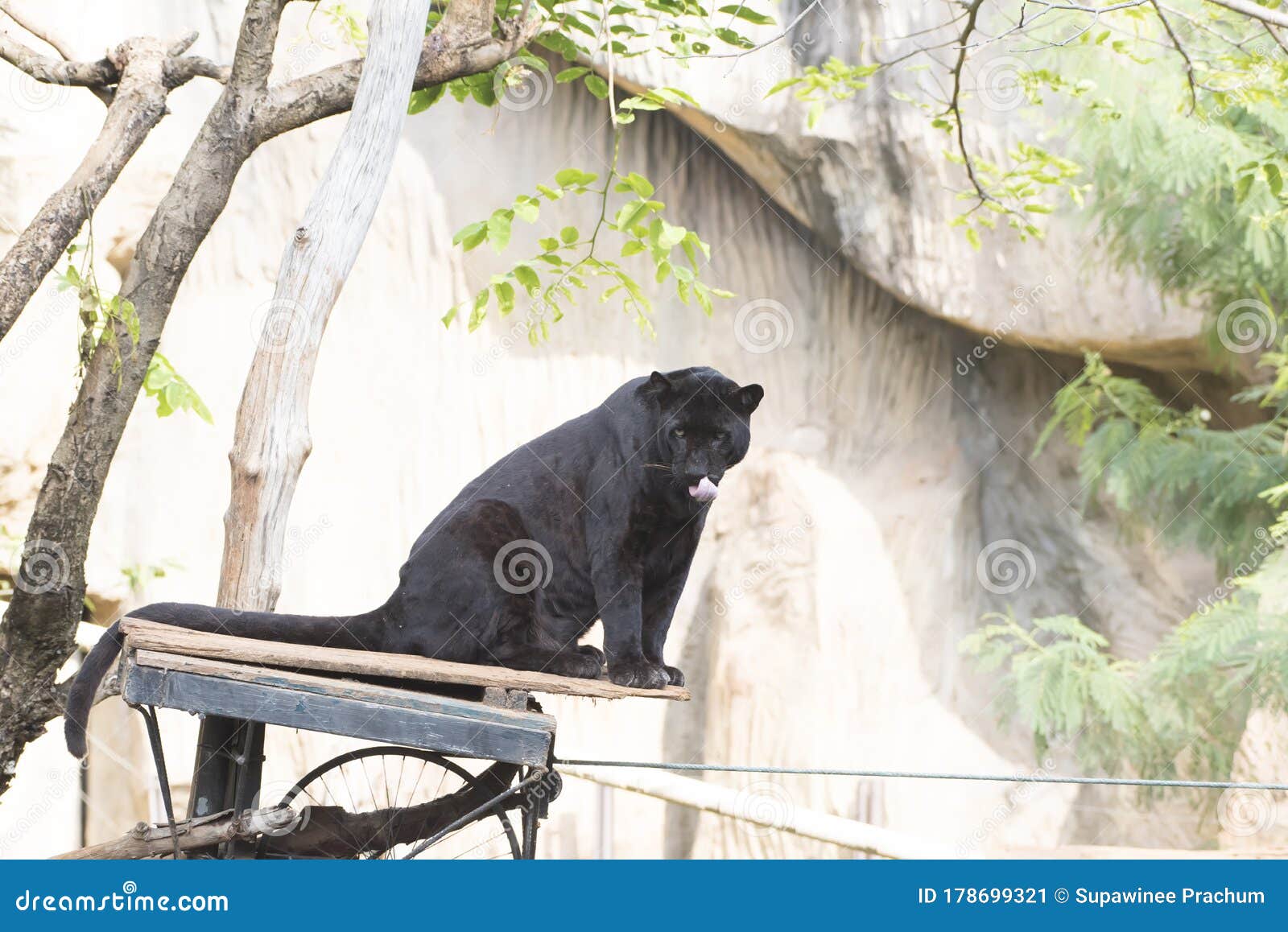 Leopard Eating Food on the Tree Stock Image - Image of mammal, wildlife ...