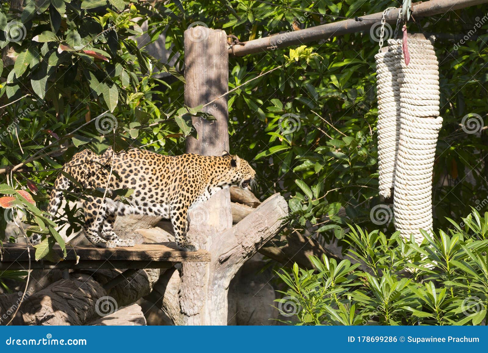 Leopard Eating Food on the Tree Stock Photo - Image of environment ...