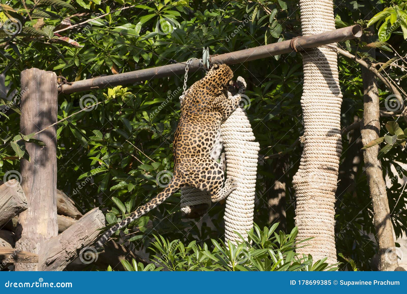 Leopard Eating Food on the Tree Stock Image - Image of antelope ...