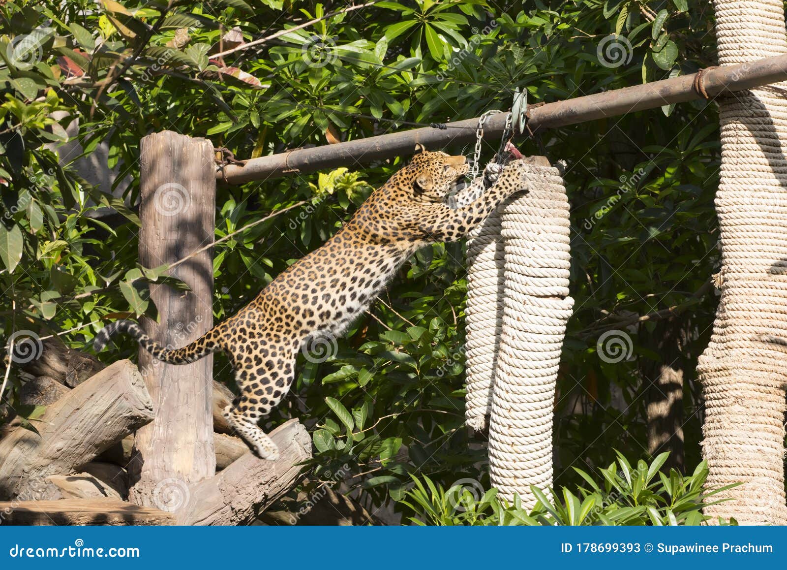 Leopard Eating Food on the Tree Stock Image - Image of feline, nature ...