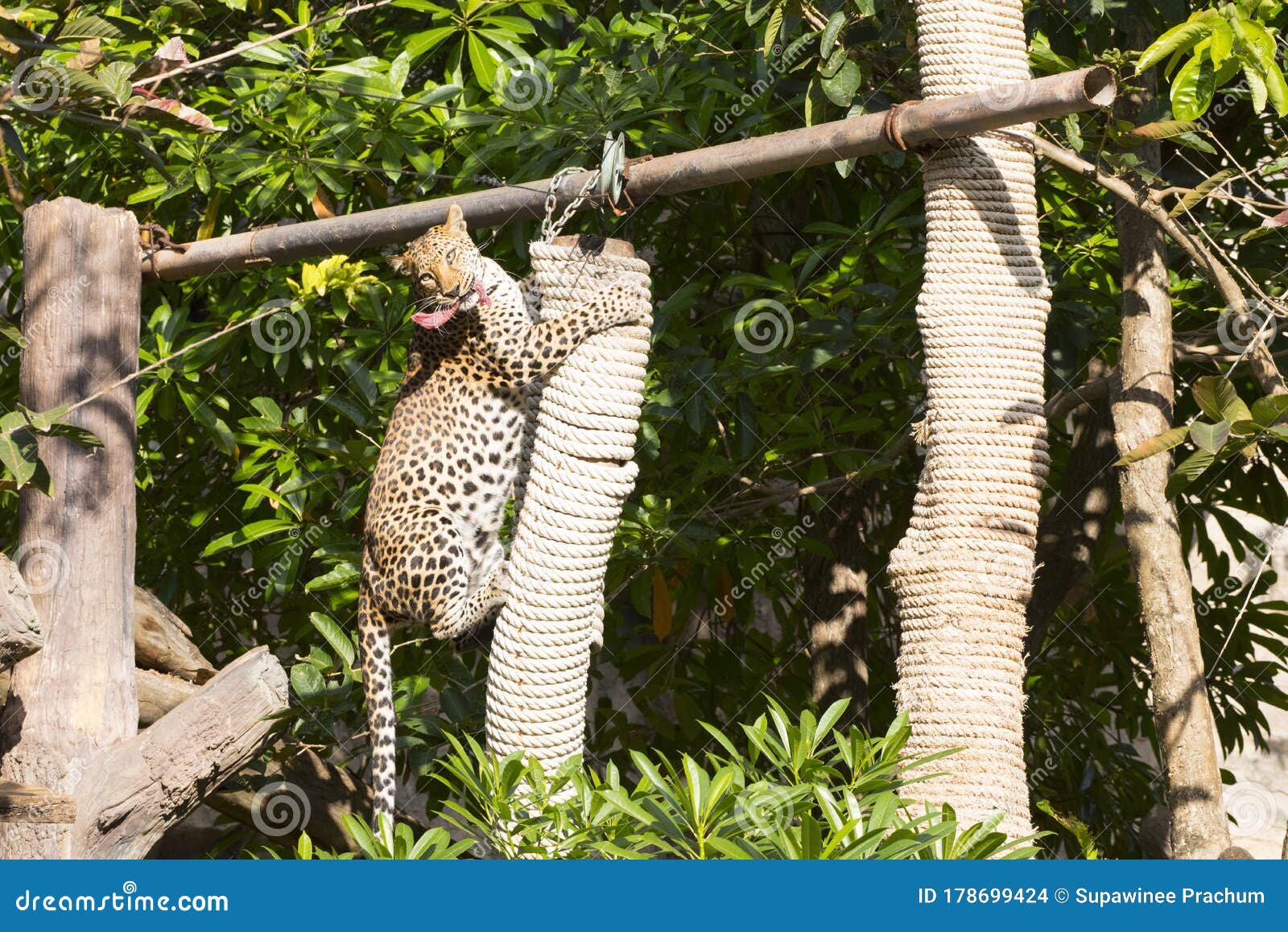 Leopard Eating Food on the Tree Stock Photo - Image of eating, outdoors ...