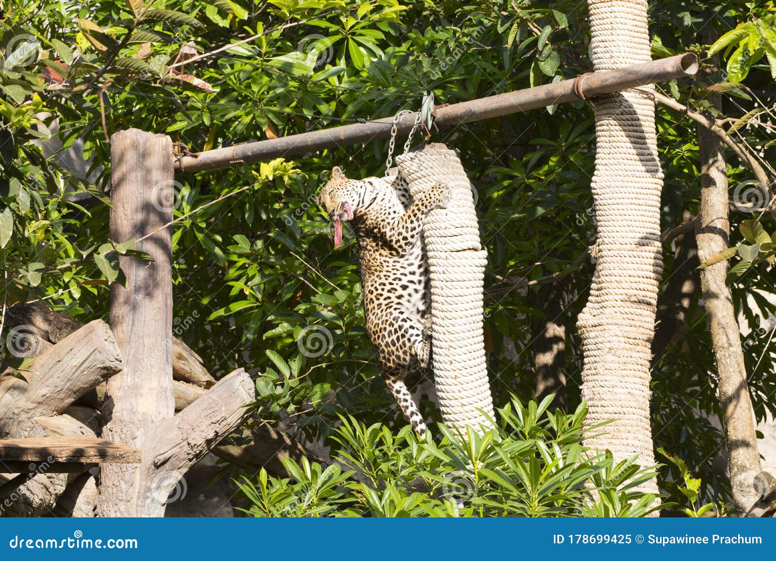 Leopard Eating Food on the Tree Stock Image - Image of killing, black ...