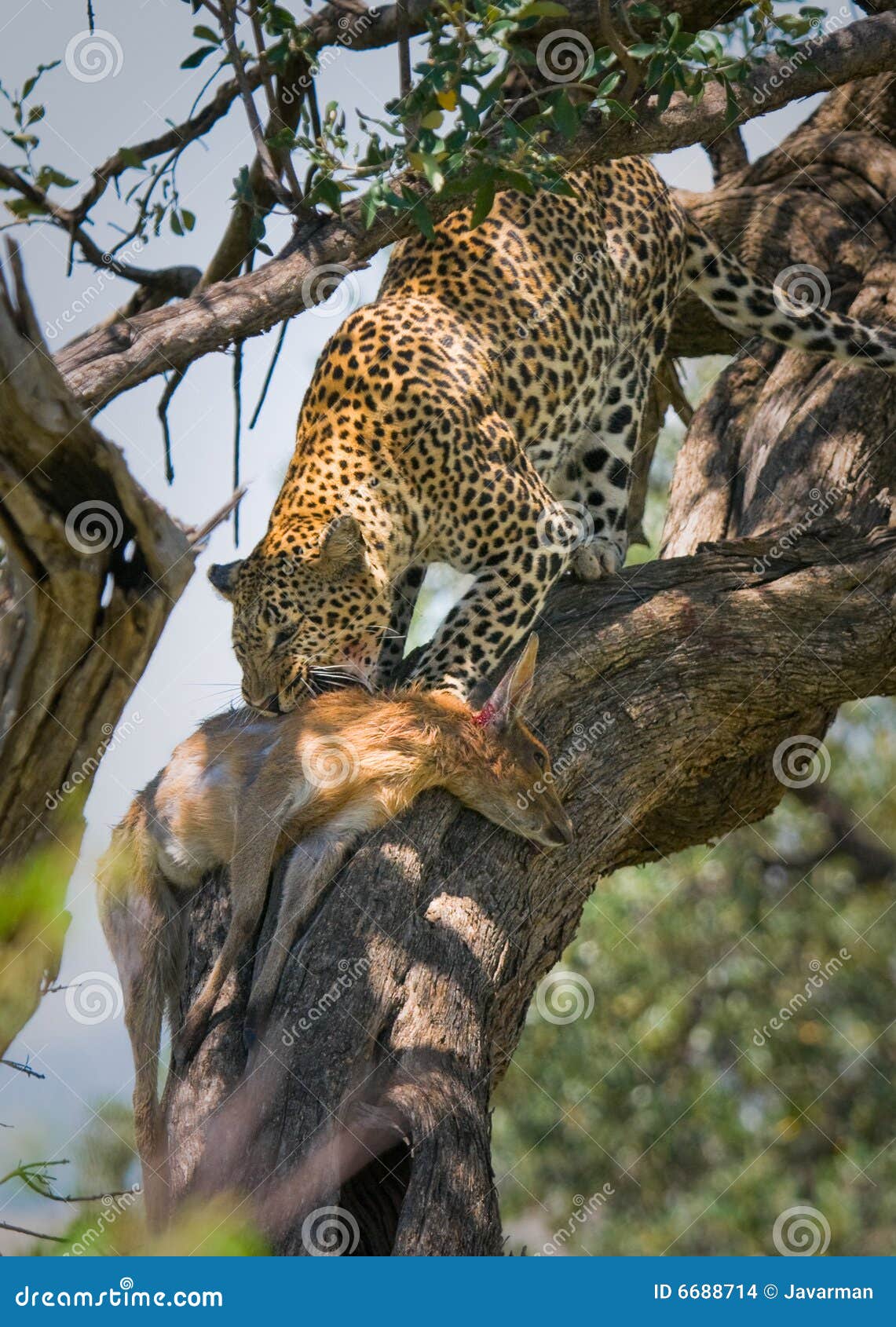 Leopard eating impala stock photo. Image of leopard, mara - 6688714
