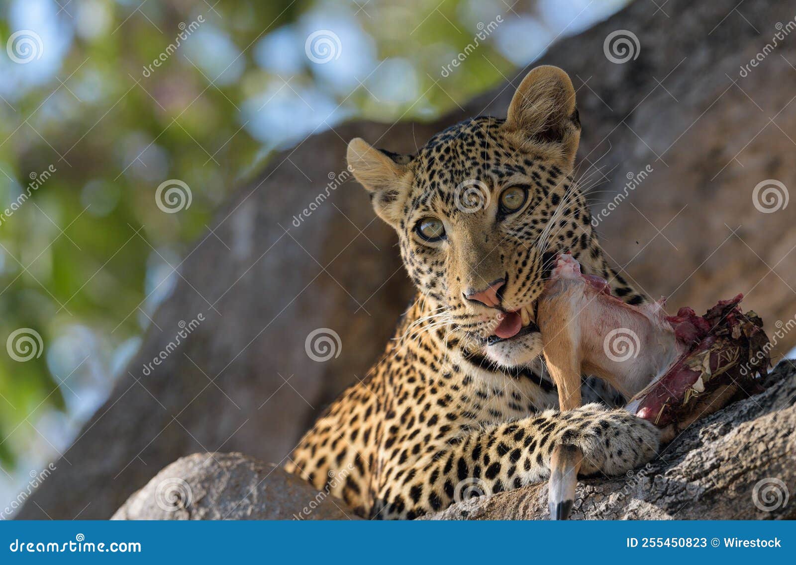 Leopard Eating Its Prey in the African Savannah Stock Image - Image of ...