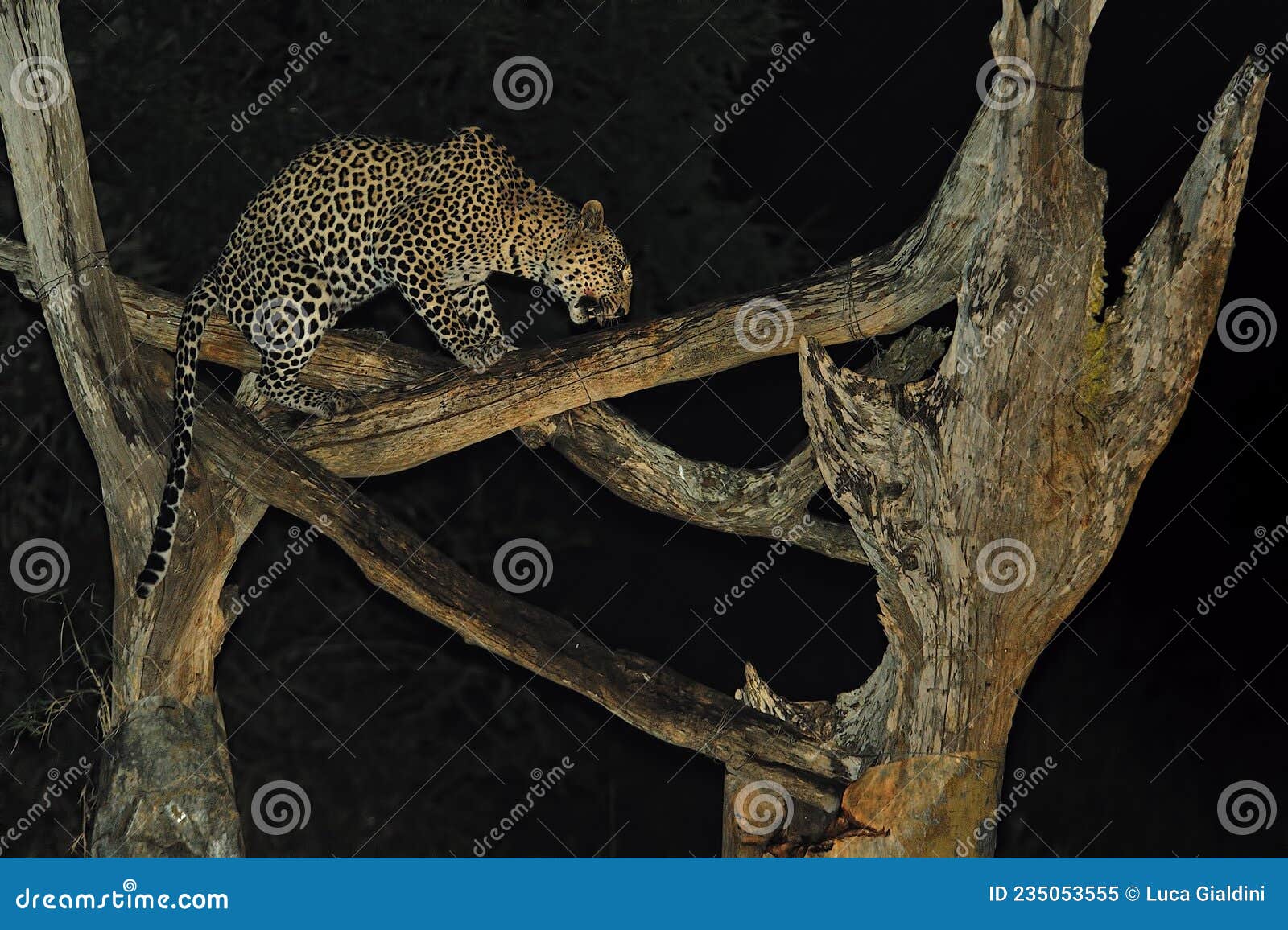 A leopard while is eating stock image. Image of habitat - 235053555