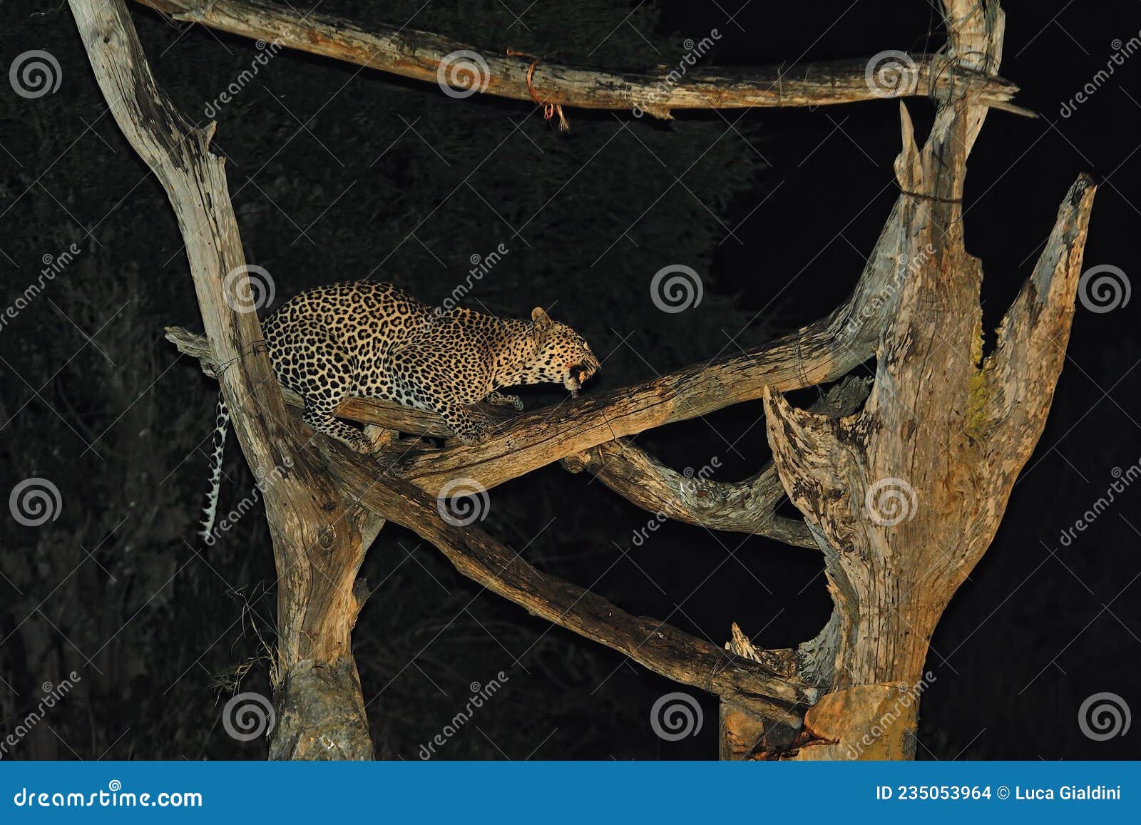 A leopard while is eating stock photo. Image of face - 235053964