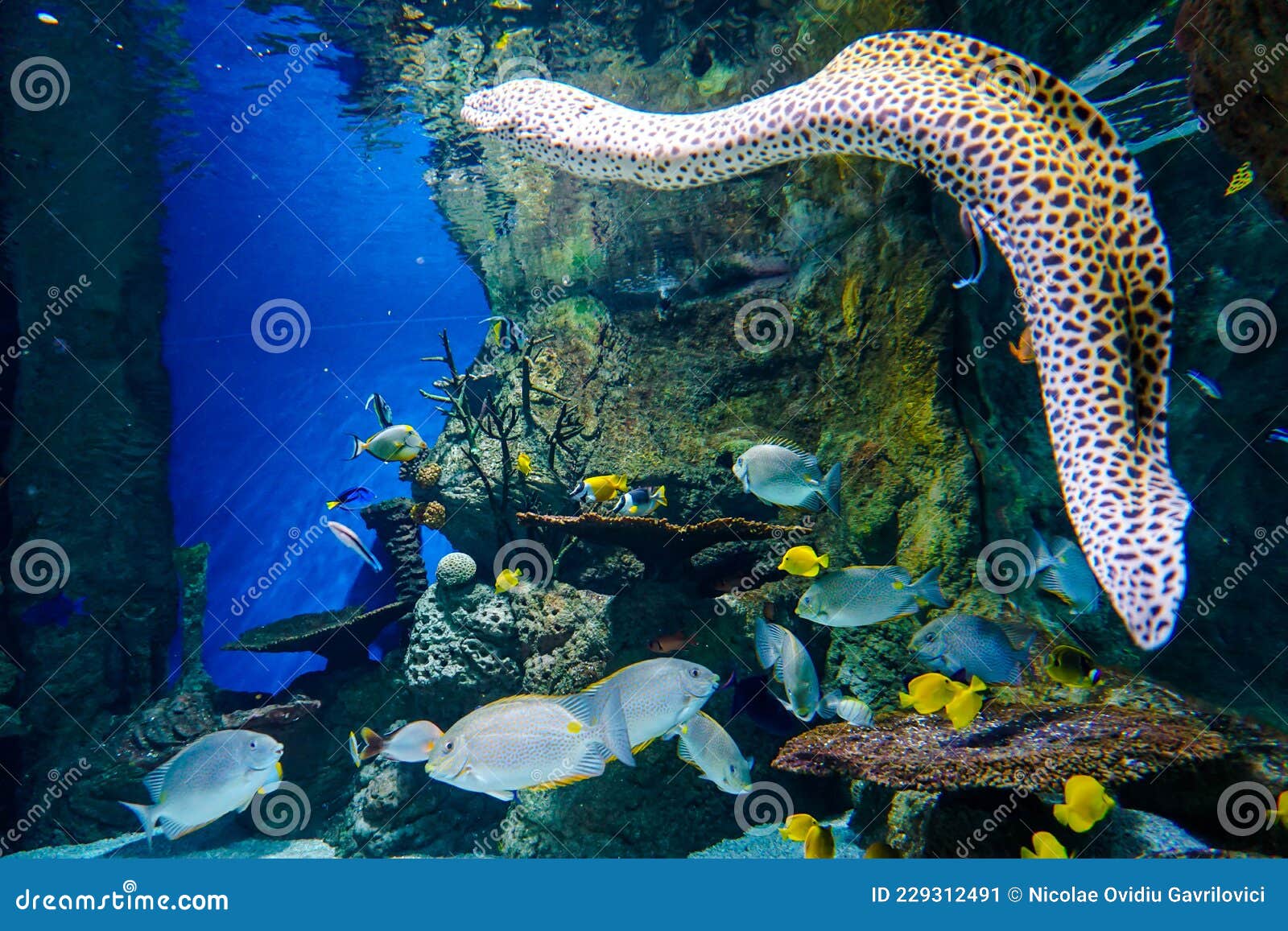 Leopard Eel Swimming among Colorful Fish and Coral Stock Image - Image ...