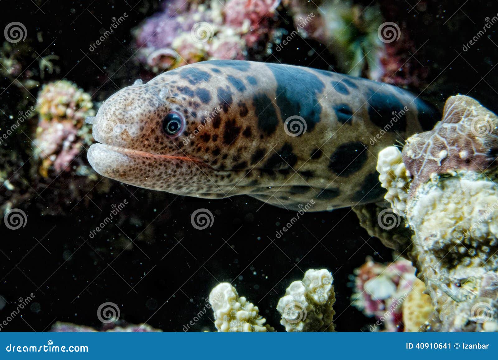 Leopard Eel Mooray Portrait Stock Image - Image of life, indian: 40910641