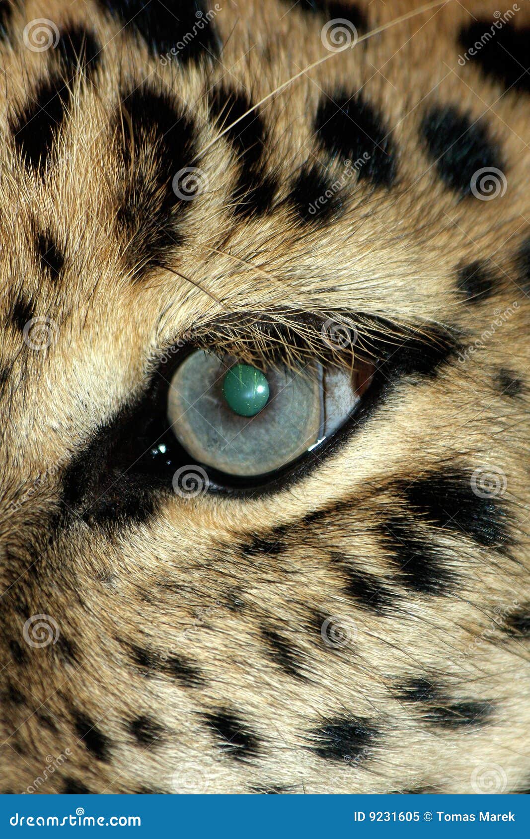 Leopard eye stock image. Image of safari, environment - 9231605
