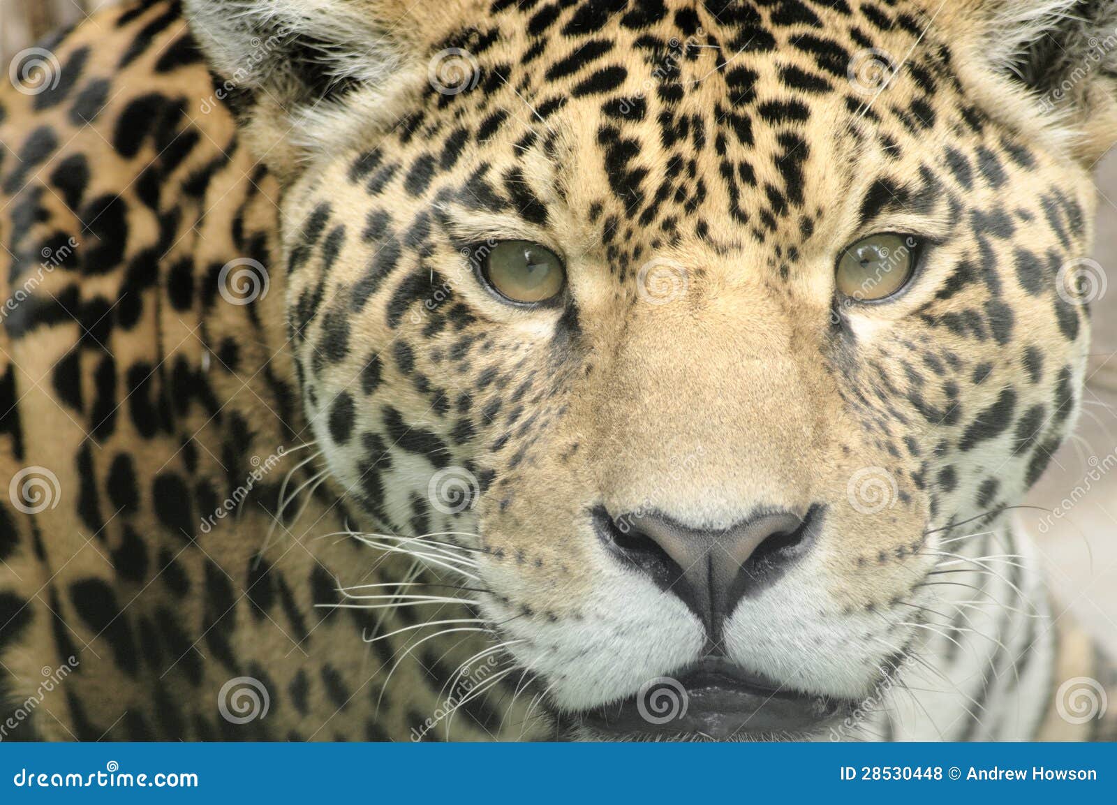Leopard eyes stock photo. Image of spots, tourism, nikon - 28530448