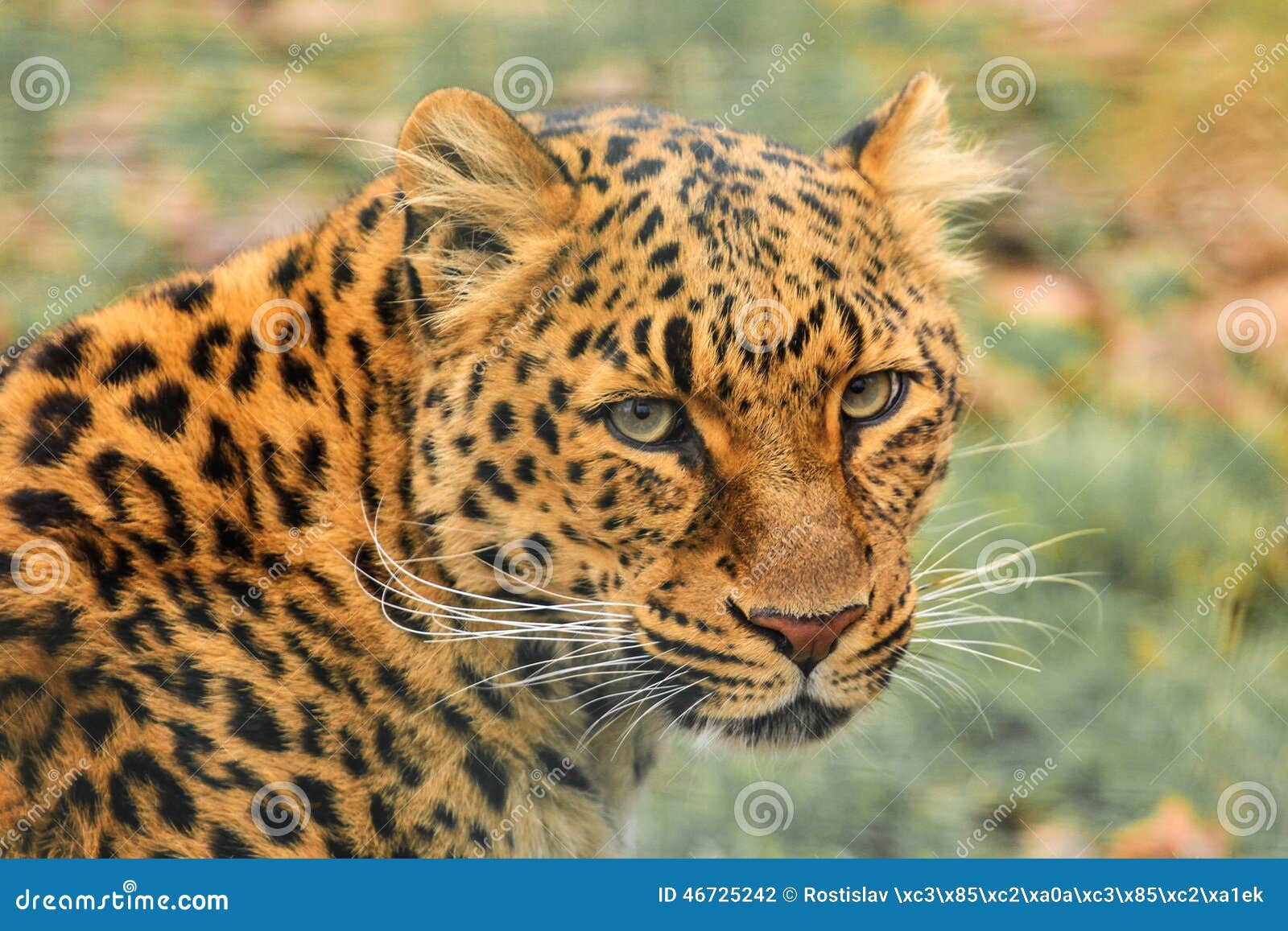 Leopard face stock photo. Image of black, closeup, indian - 46725242