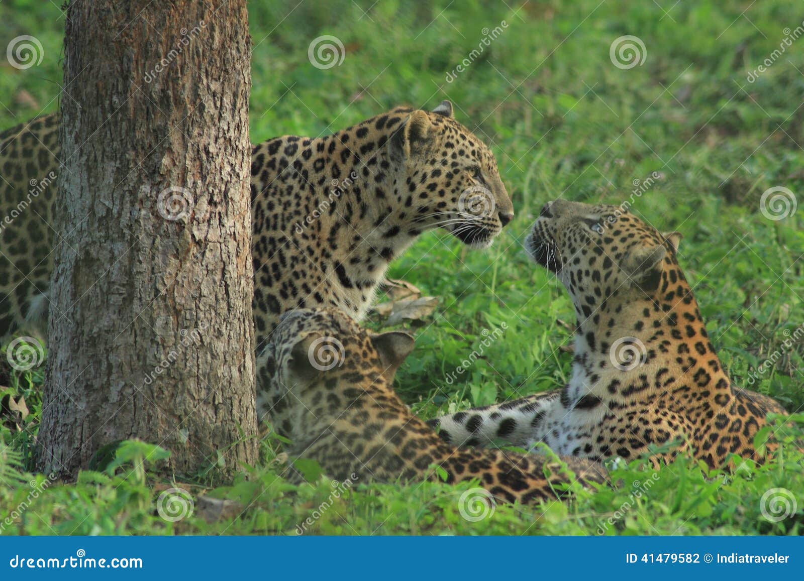 Leopard Family. stock photo. Image of leopard, feline - 41479582