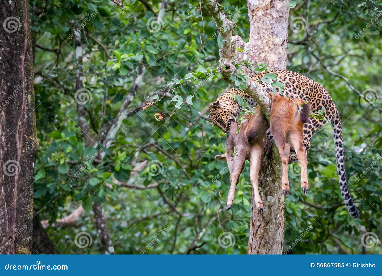 Leopard Feeding on Its Kill on a Tree Stock Image - Image of blue ...
