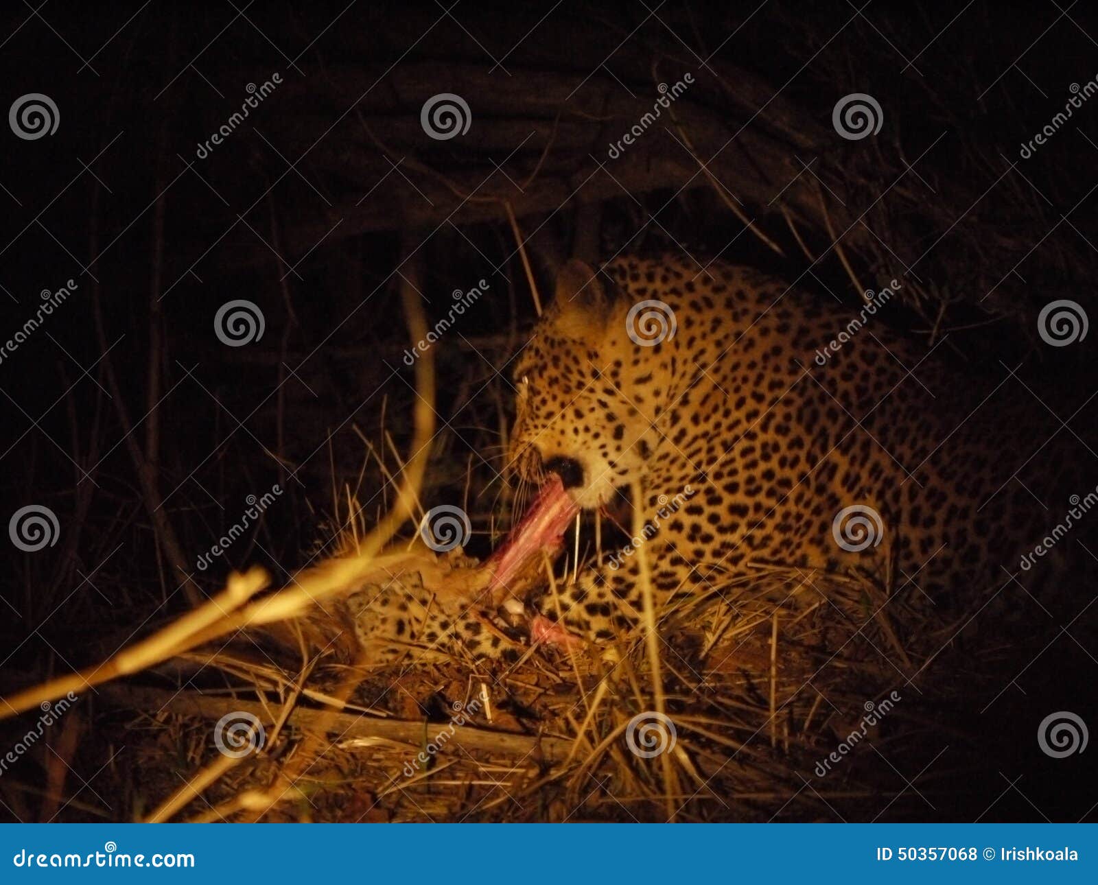 Leopard feeding stock photo. Image of africa, bush, leopards - 50357068