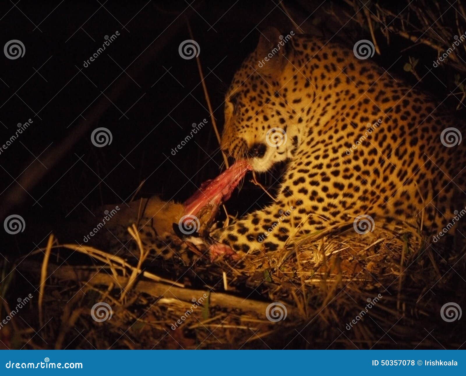 Leopard feeding stock photo. Image of feeding, national - 50357078